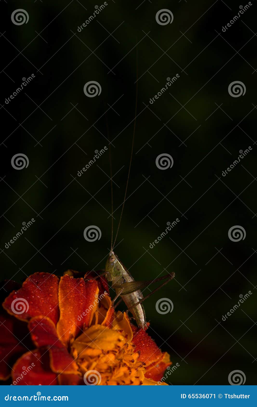 Little Grasshopper with Flower in Night. Stock Image - Image of fauna ...