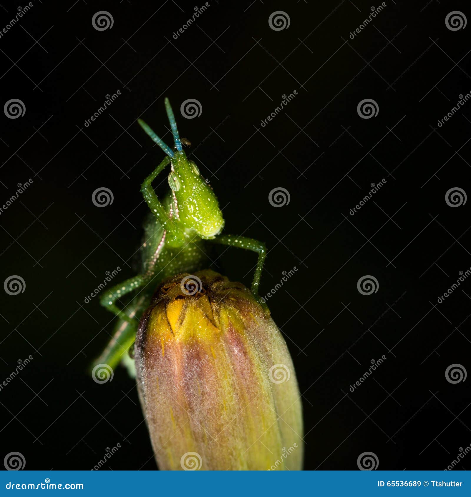 Little Grasshopper with Flower in Night. Stock Image - Image of ...