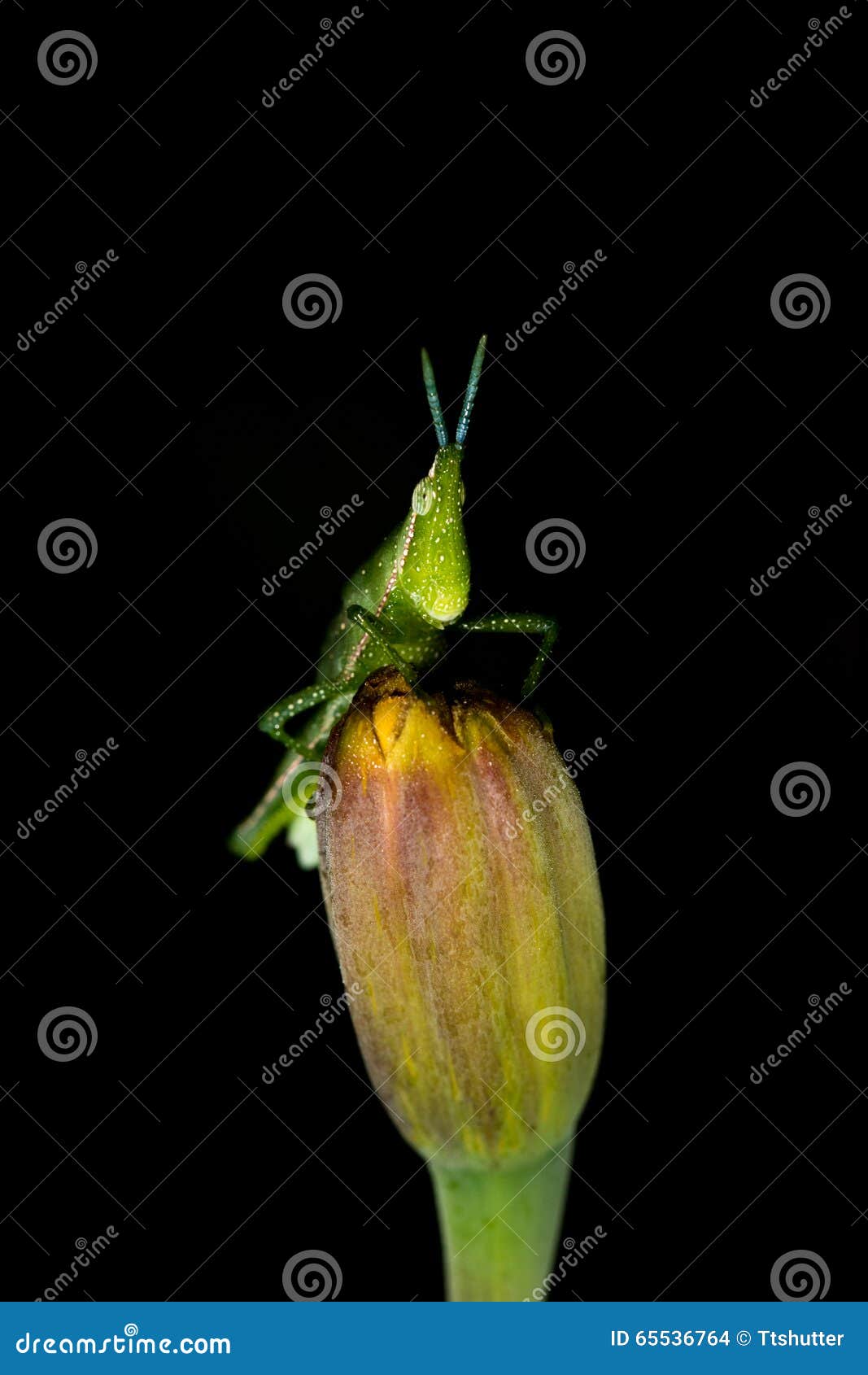 Little Grasshopper with Flower in Night. Stock Photo - Image of ...