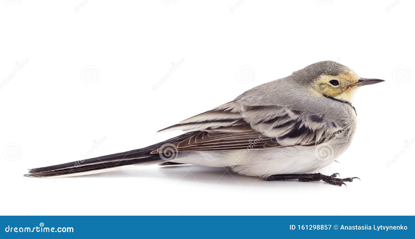 Little gray bird stock image. Image of feeding, adorable - 161298857