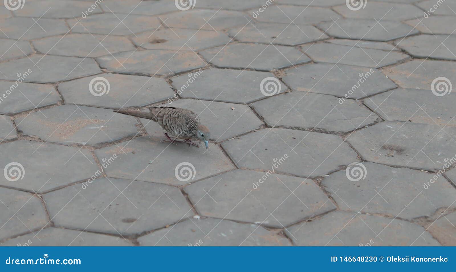 A Little Gray Bird is Looking for Something on the Sidewalk. Hexagonal ...