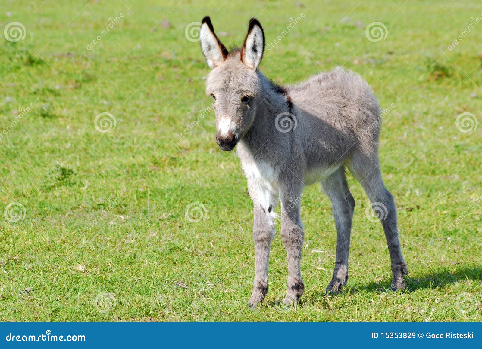 905 Young Gray Donkey Photos - Free & Royalty-Free Stock Photos from ...