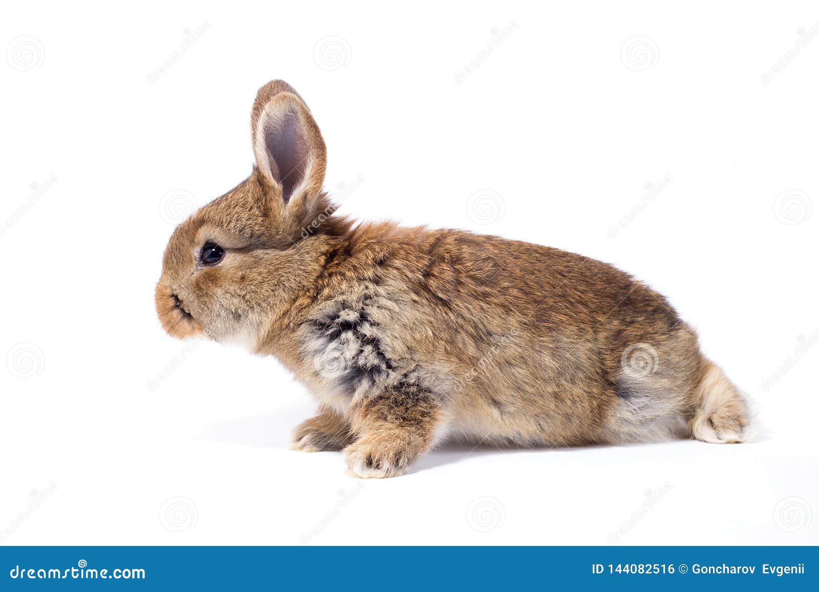 Little Gray Fluffy Bunny, Isolate Stock Photo - Image of agriculture ...