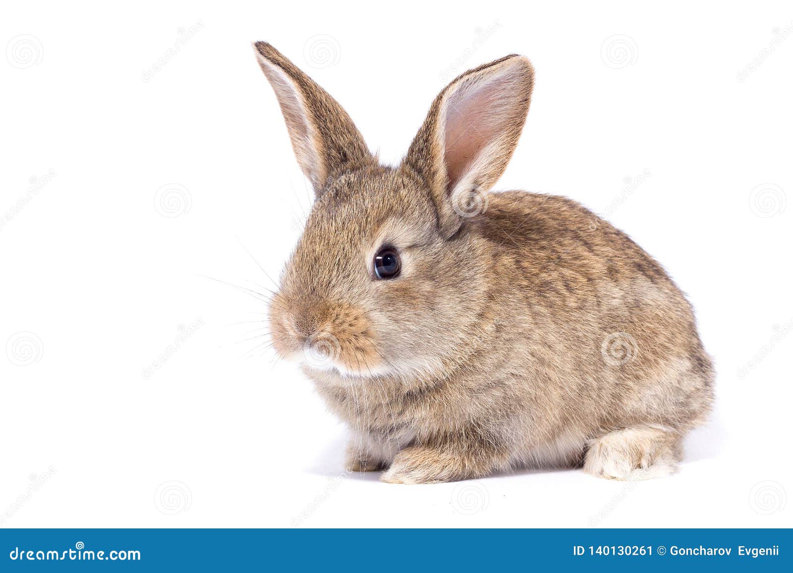 Little Gray Fluffy Bunny, Isolate Stock Image - Image of grey, farm ...