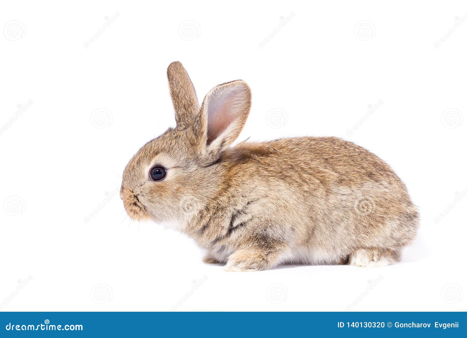 Little Gray Fluffy Bunny, Isolate Stock Photo - Image of grey, mammals ...