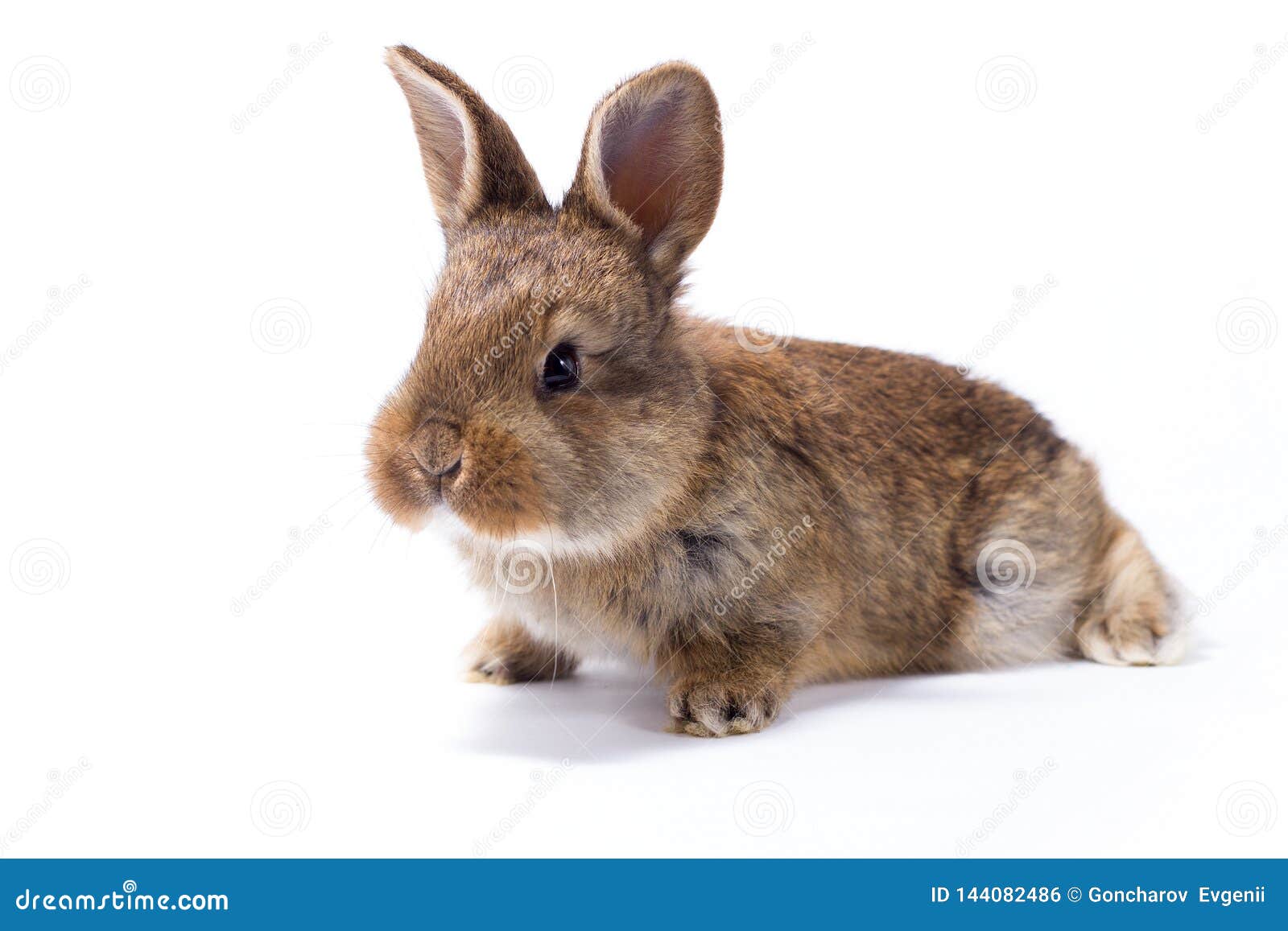 Little Gray Fluffy Bunny, Isolate Stock Photo - Image of closeup, clean ...