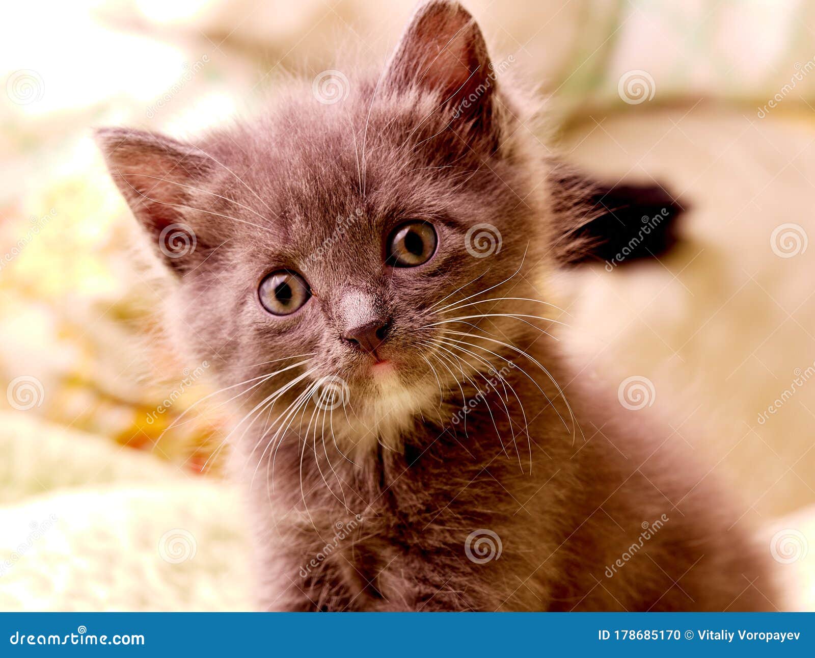 Little Gray Kitten on the Bed Stock Photo - Image of fluffy, hair ...