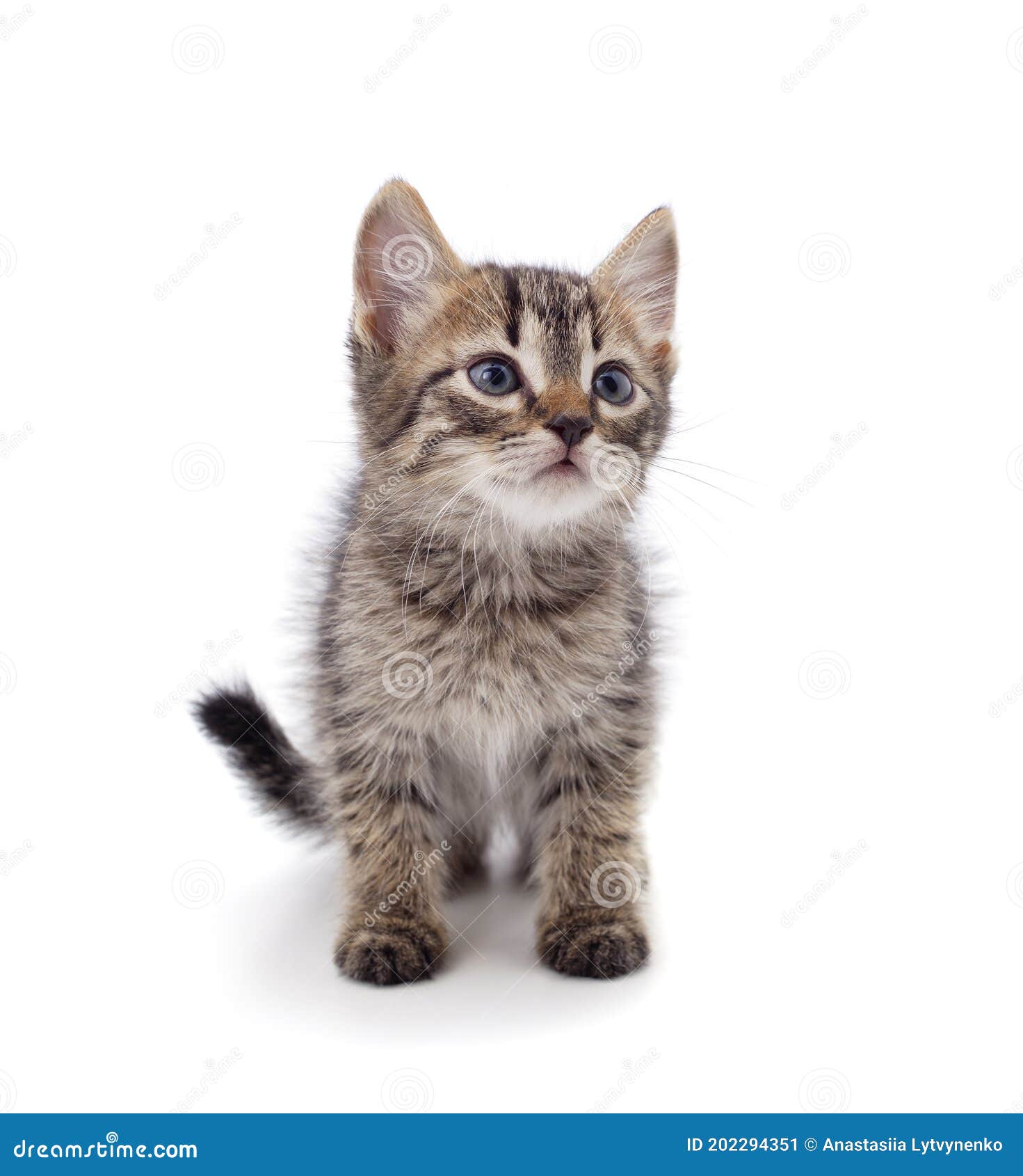 Little gray kitten stock image. Image of interesting - 202294351
