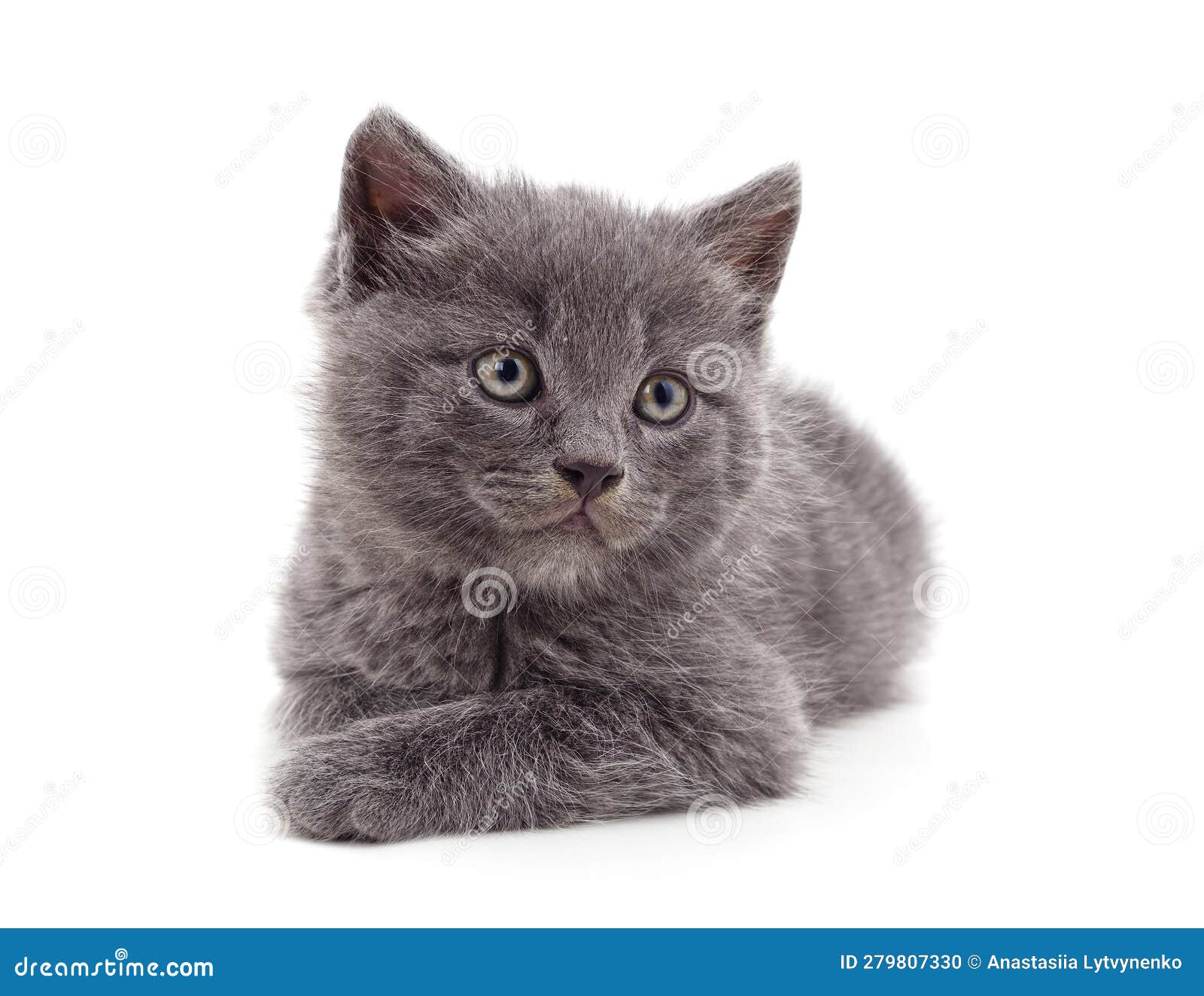 Little gray kitten stock photo. Image of humor, holiday - 279807330