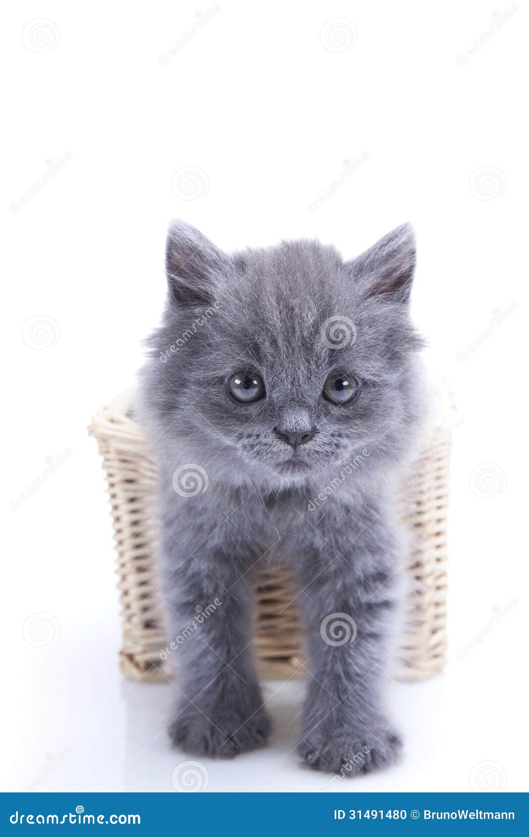 Little gray kitten stock photo. Image of shot, little - 31491480