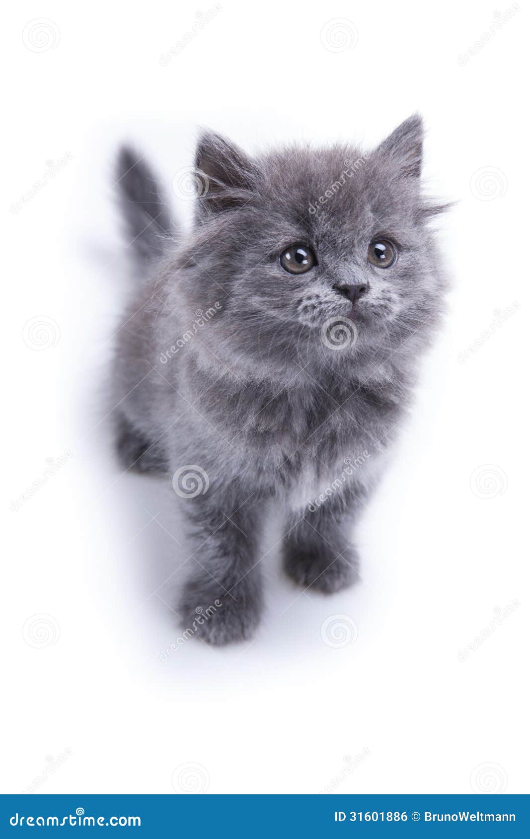 Little gray kitten playing stock photo. Image of shot - 31601886
