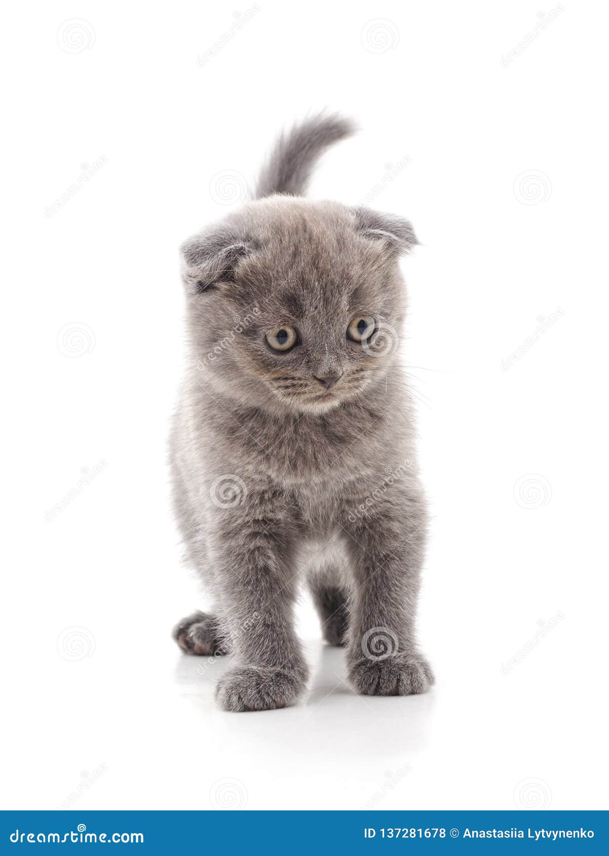 Little gray kitten stock photo. Image of feline, domestic - 137281678