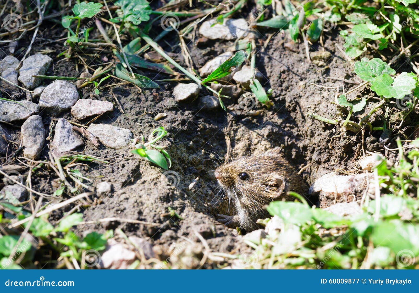 415 Burrow Mouse Stock Photos - Free & Royalty-Free Stock Photos from ...