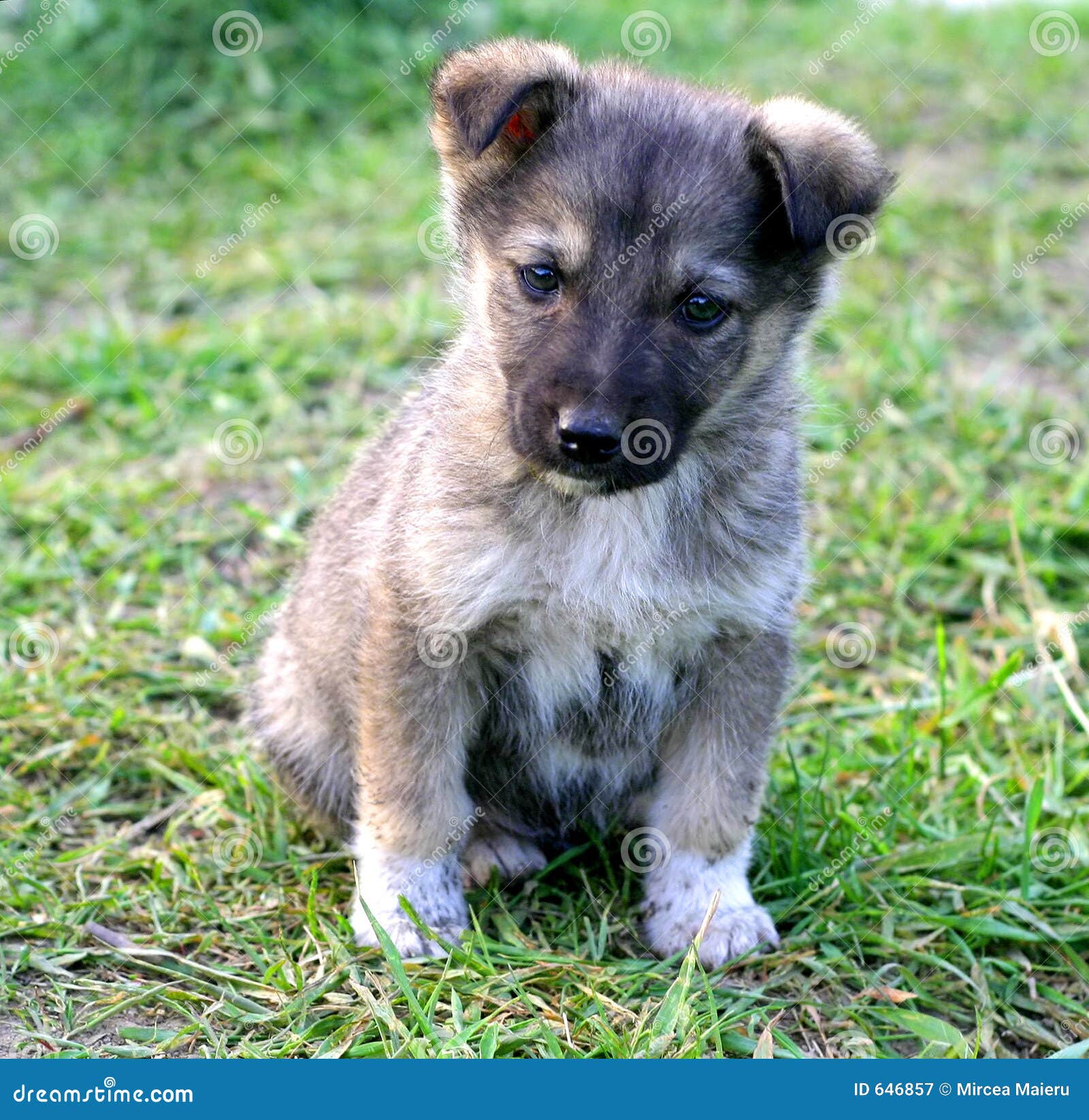 Little gray puppy stock image. Image of woof, breed, canine - 646857
