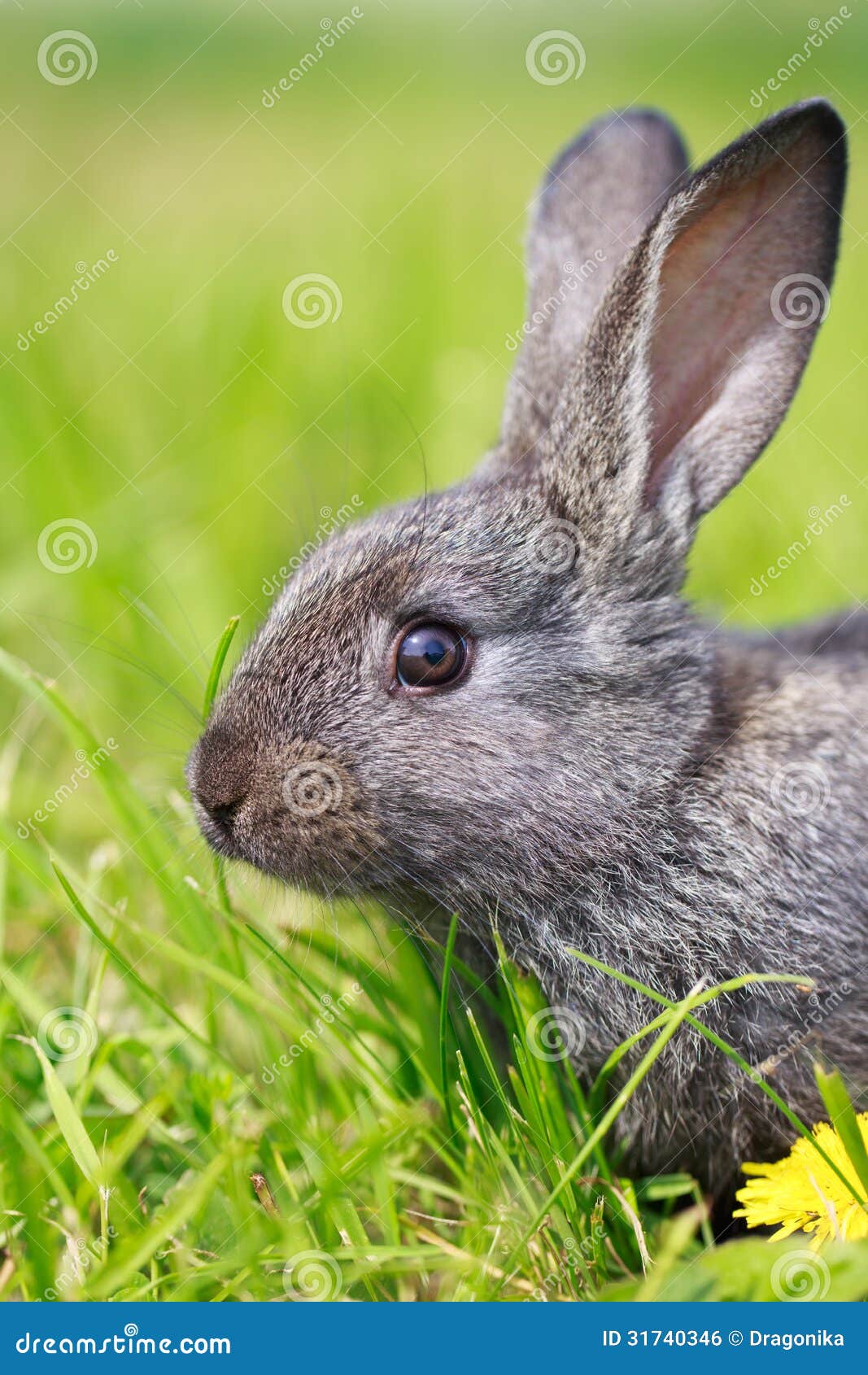 Little gray rabbit stock photo. Image of nature, gray - 31740346