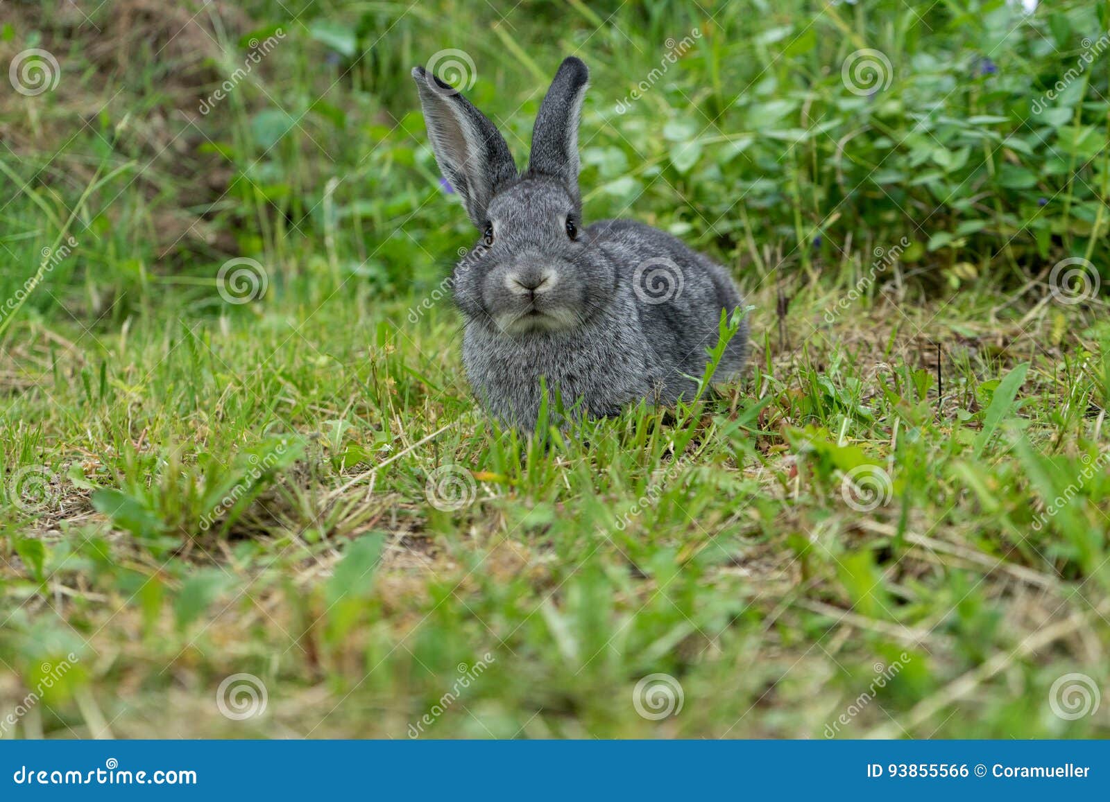 Little gray rabbit stock photo. Image of rodent, chinchilla - 93855566