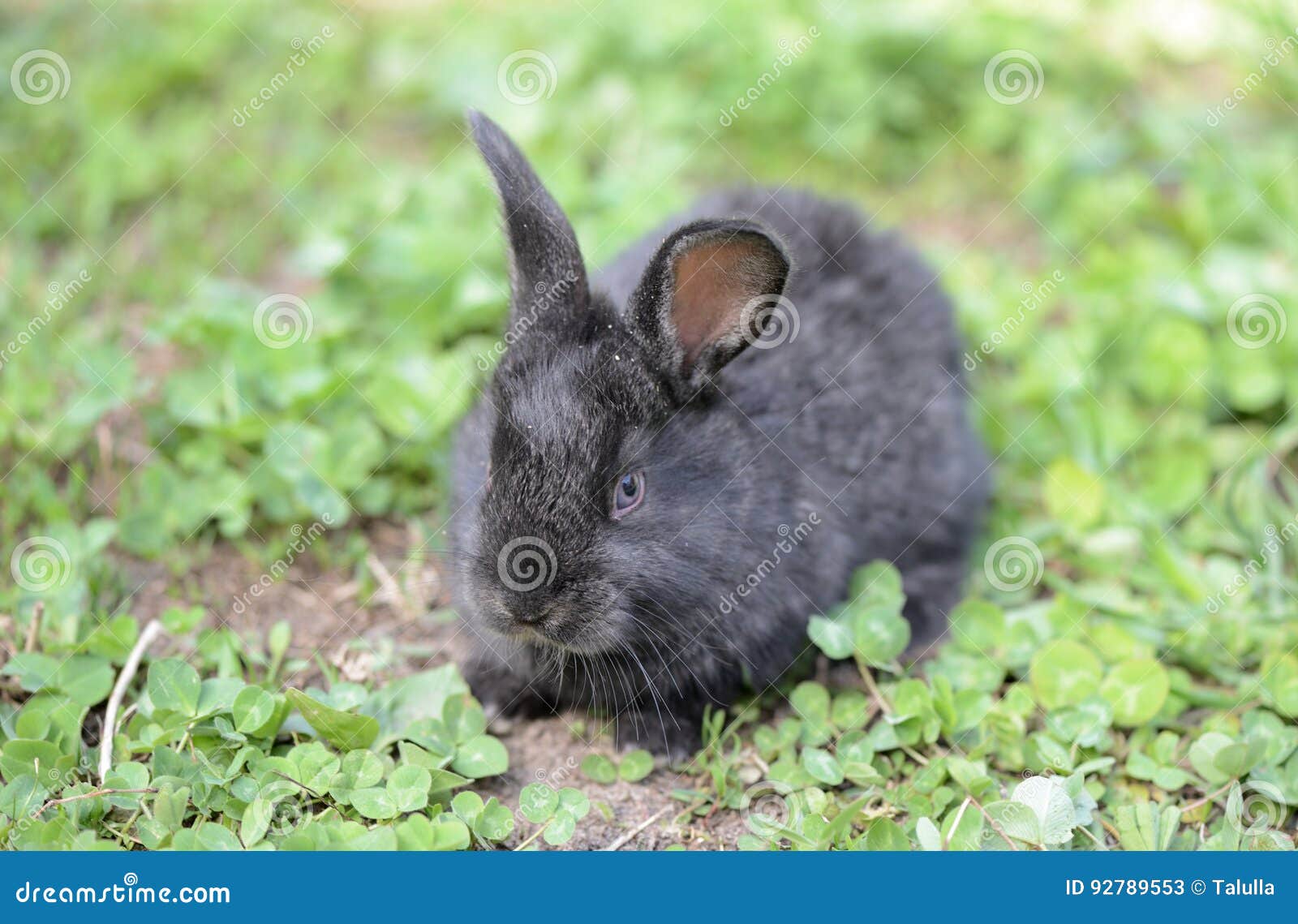 372 Rabbit Clover Photos - Free & Royalty-Free Stock Photos from Dreamstime
