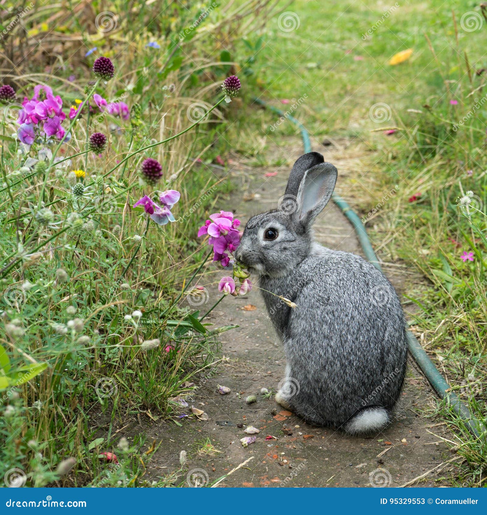 Little gray rabbit stock image. Image of small, evening - 95329553