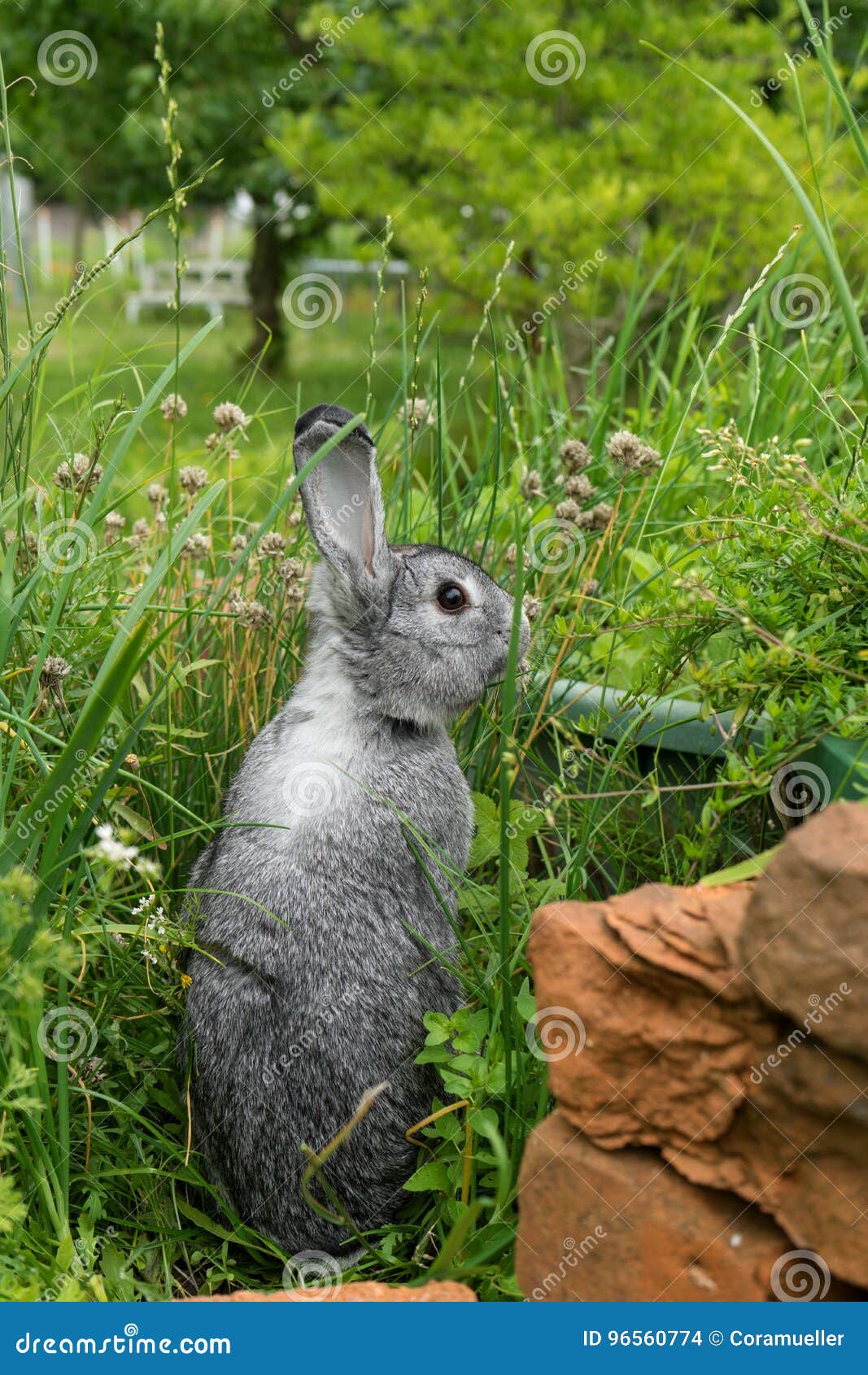 Little gray rabbit stock photo. Image of easter, animal - 96560774