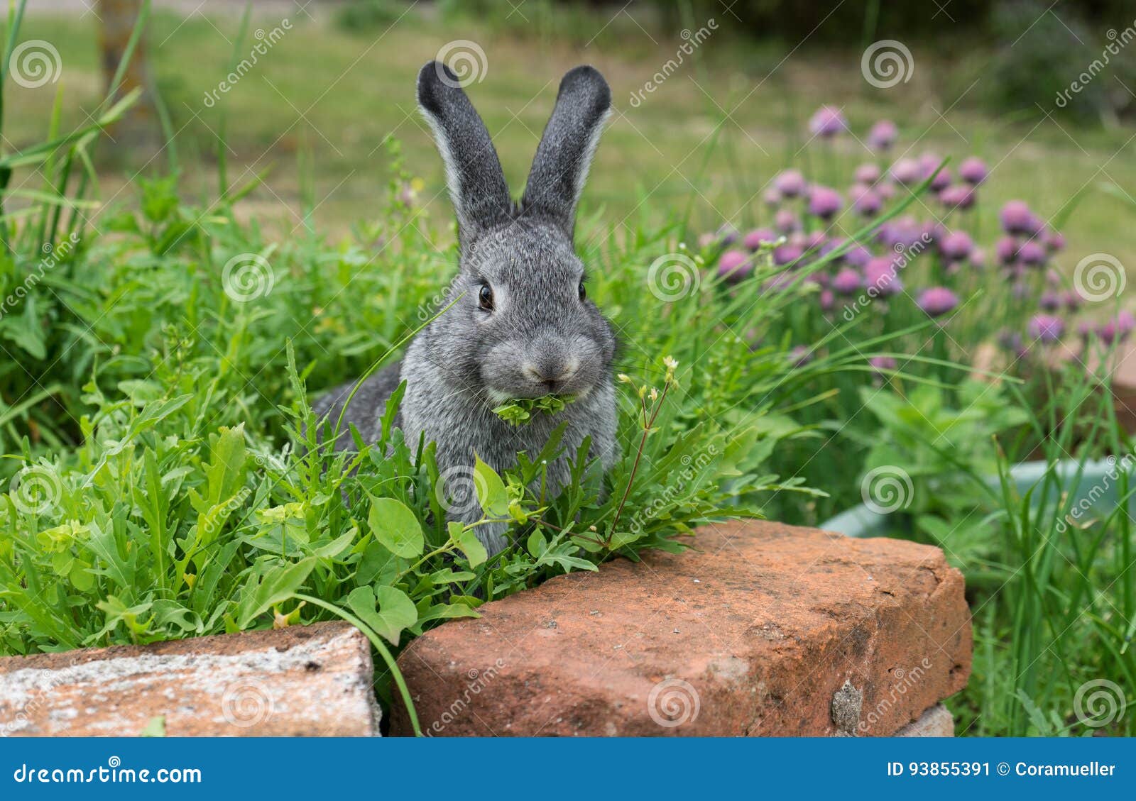 Little gray rabbit stock image. Image of meadow, clover - 93855391