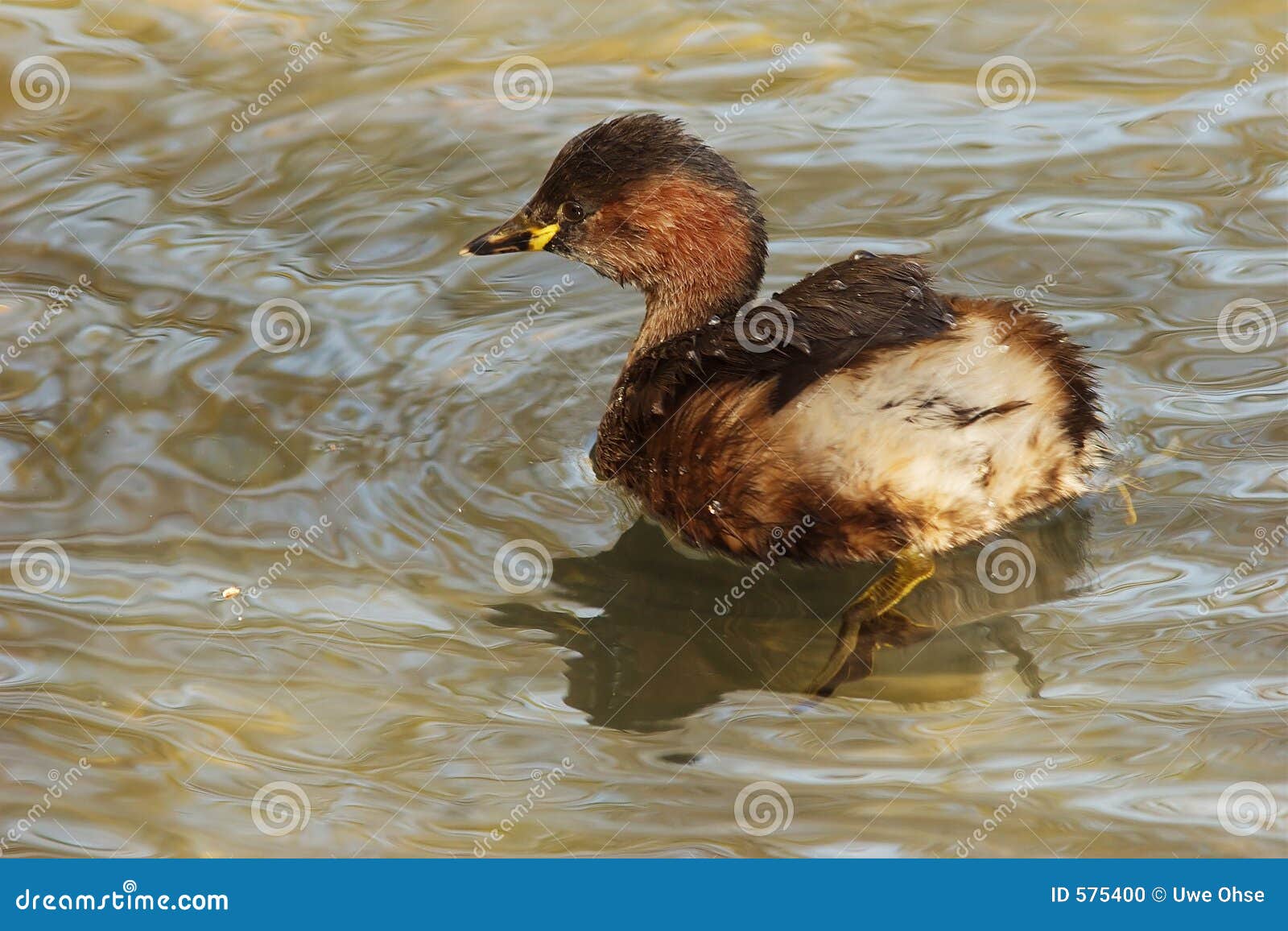 Little grebe 1 stock photo. Image of grebes, brown, podicipedidae - 575400