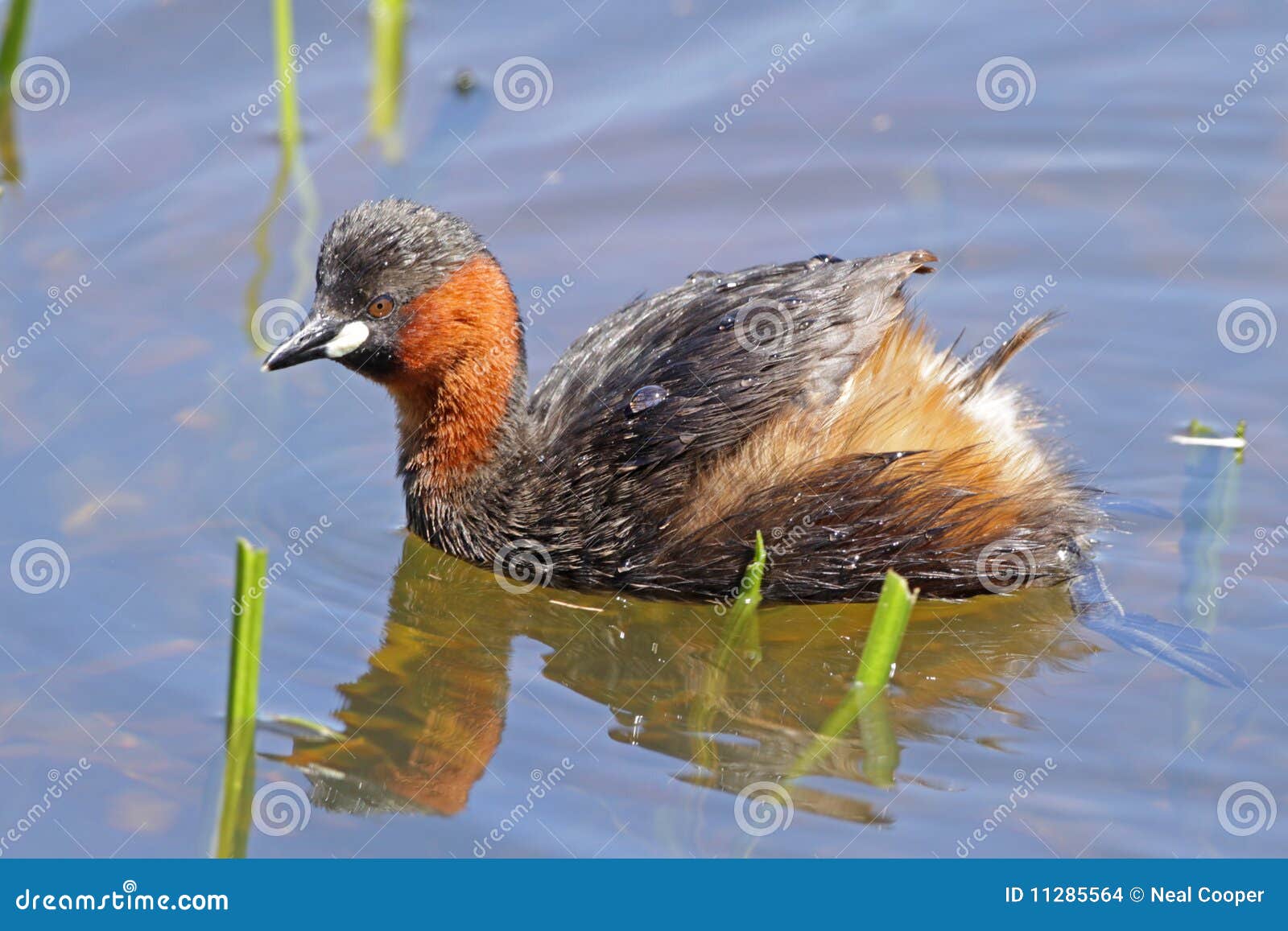 Little Grebe stock photo. Image of african, grebe, helderberg - 11285564