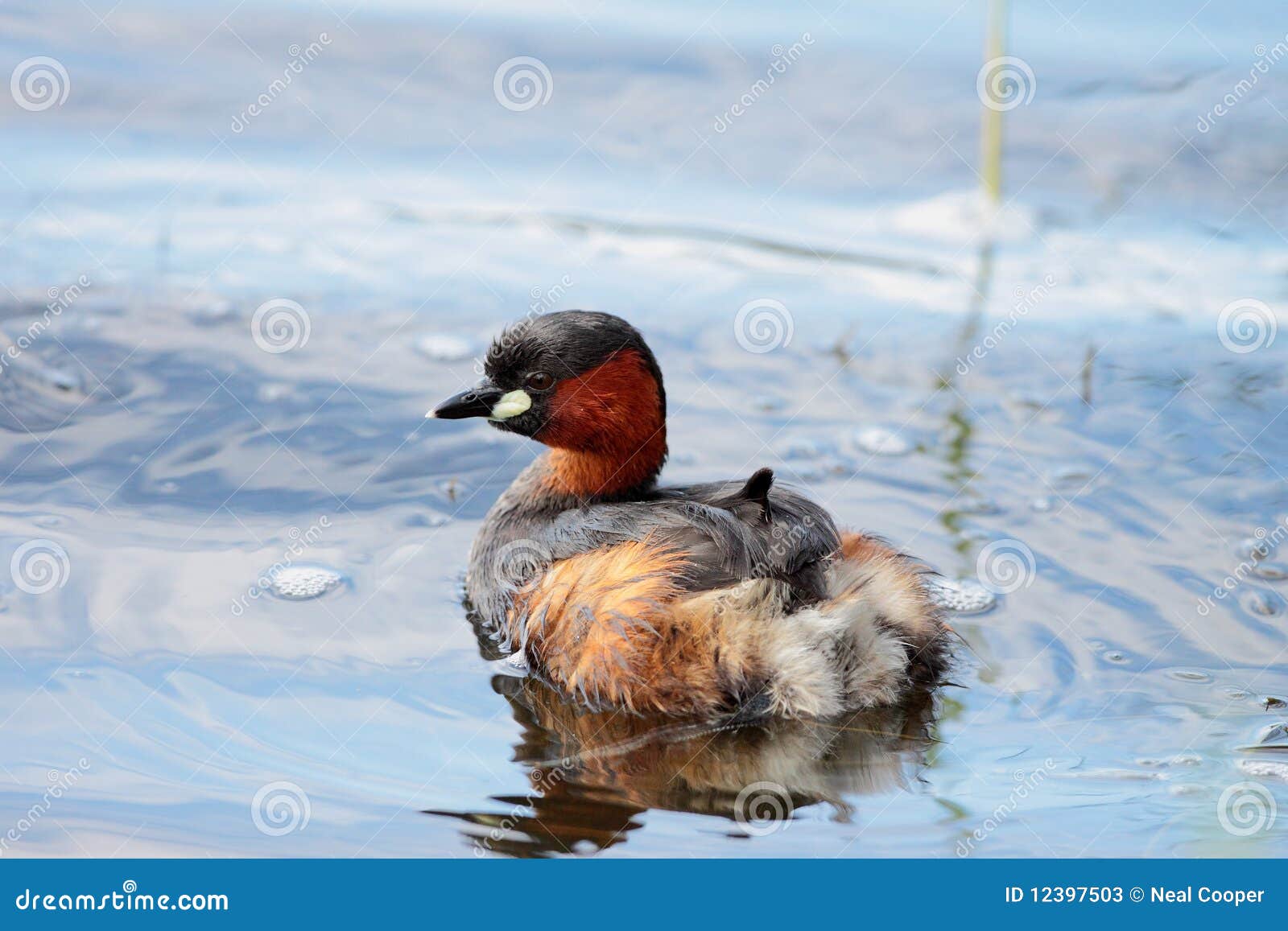 Little Grebe Baby Swims In Water. Tachybaptus Ruficollis Royalty-Free ...