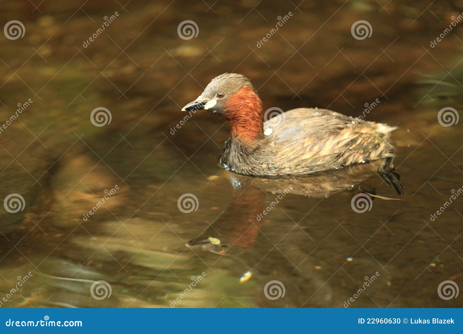 Little Grebe Baby Swims In Water. Tachybaptus Ruficollis Royalty-Free ...