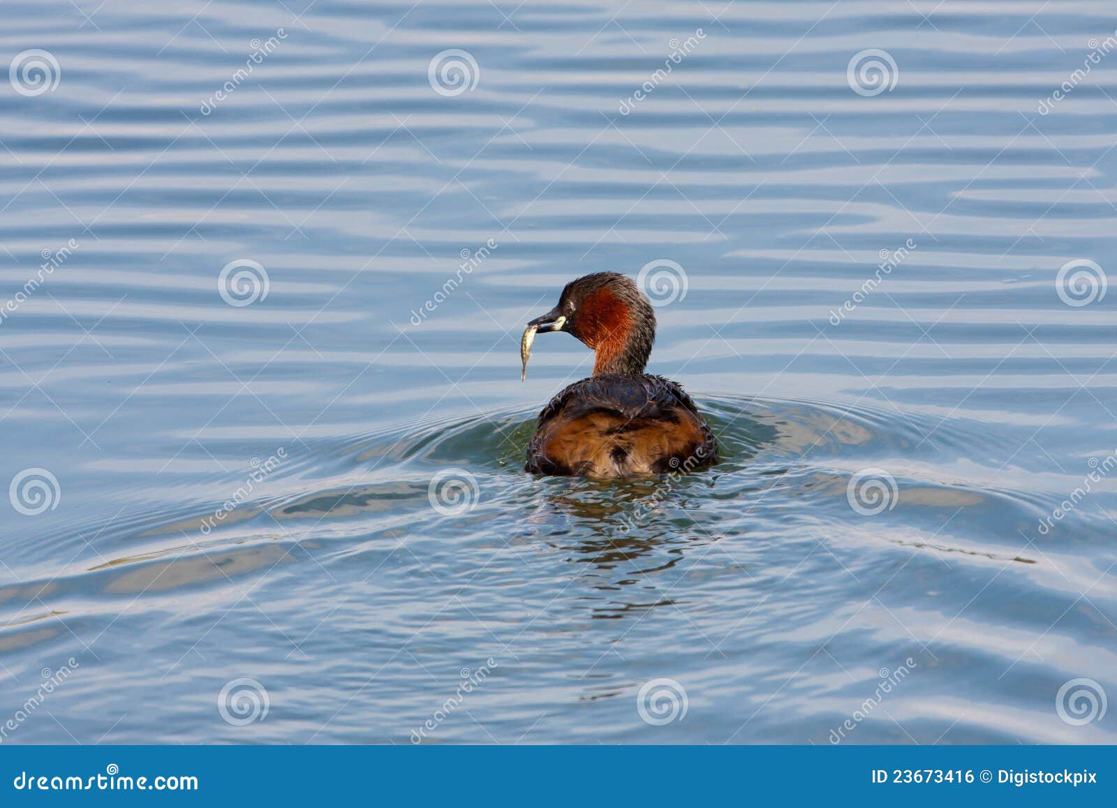 Little Grebe Baby Swims In Water. Tachybaptus Ruficollis Royalty-Free ...