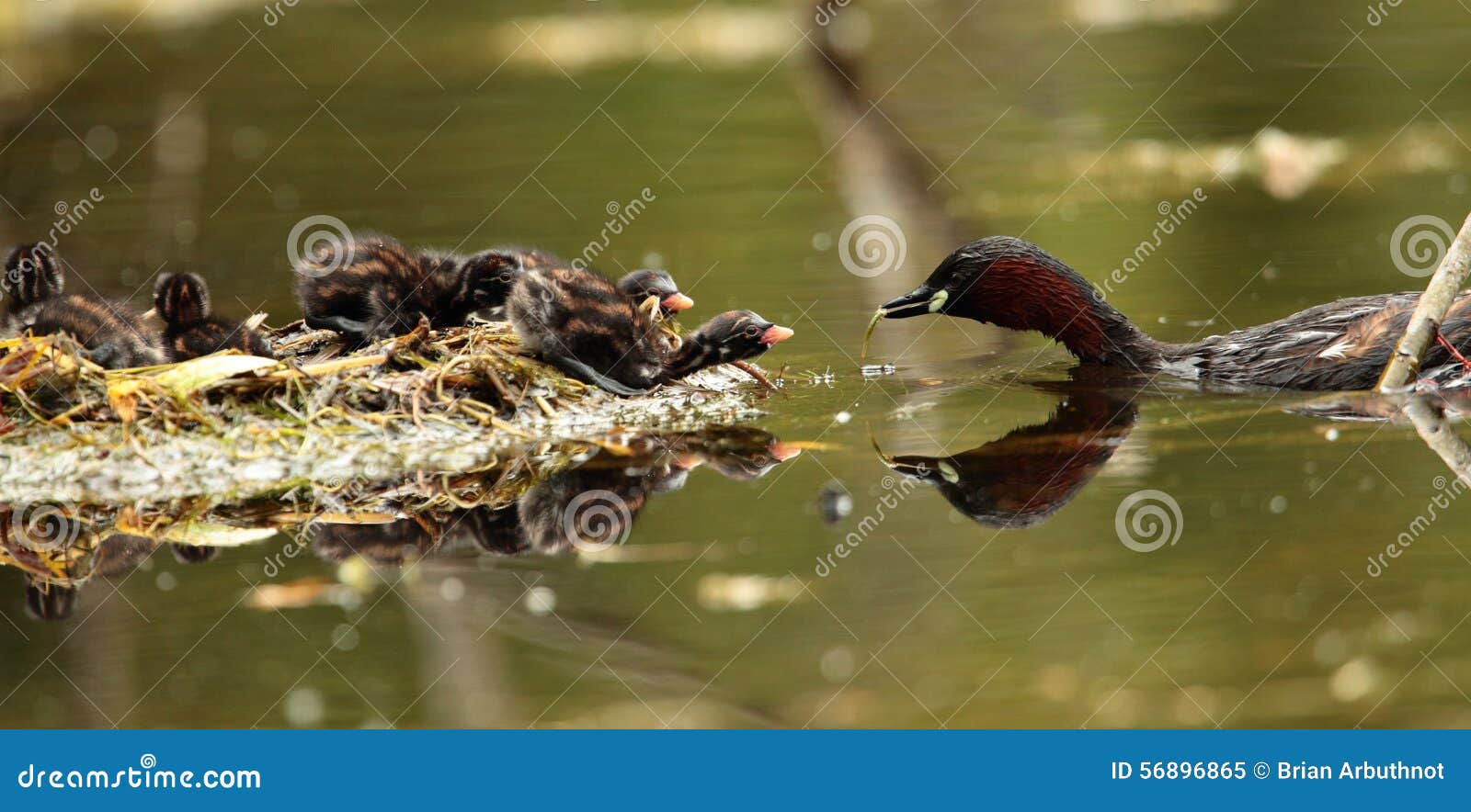 Little grebe bird. stock image. Image of feeding, bird - 56896865