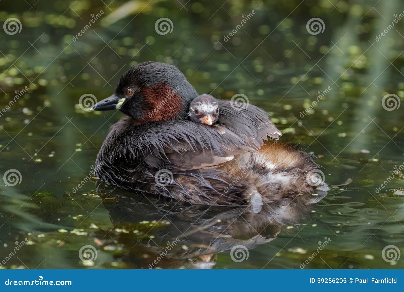 Little Grebe stock image. Image of avian, loon, neck - 59256205
