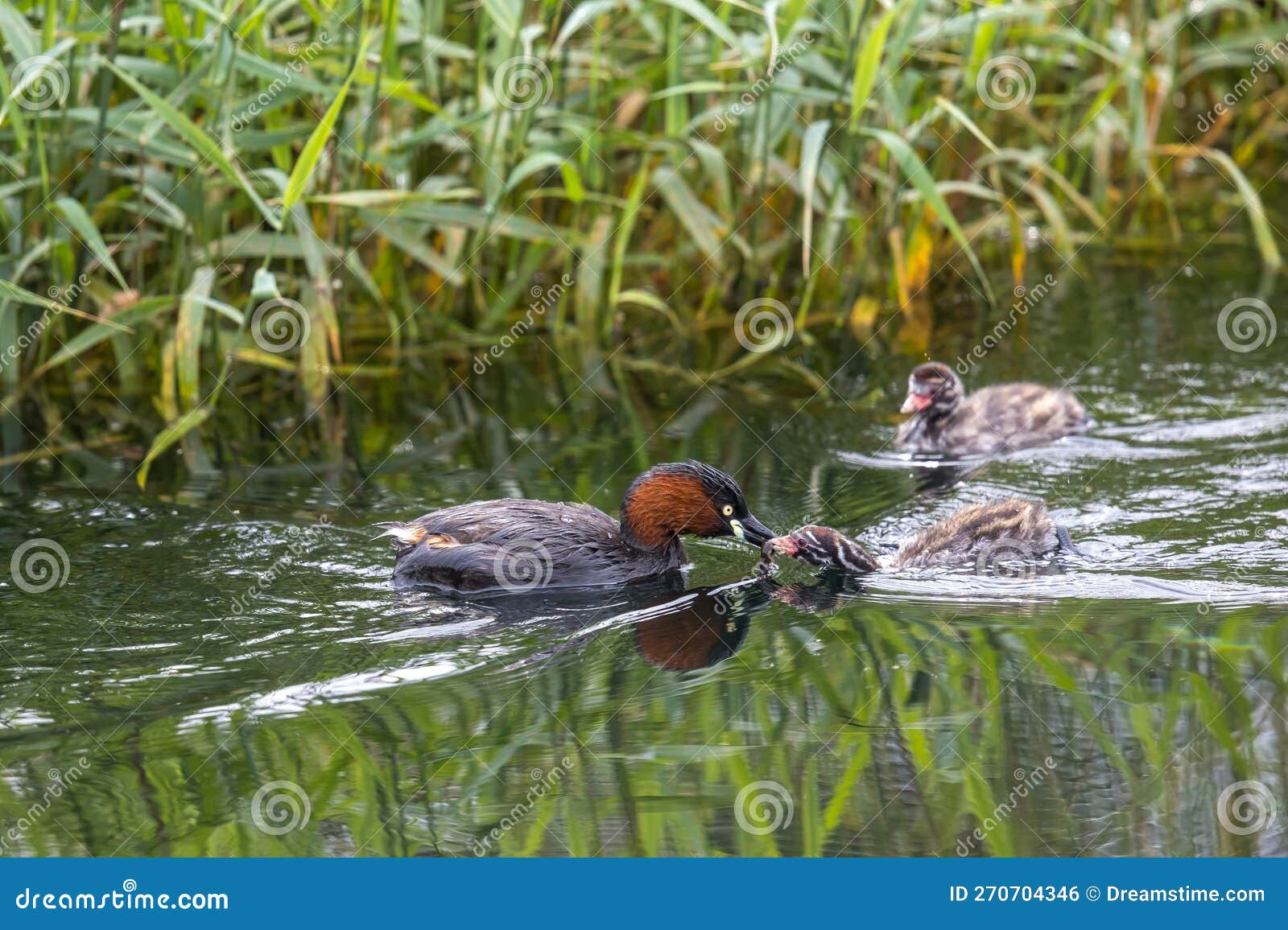 Little Grebe Chicks and Parent in a River. Stock Photo - Image of ...
