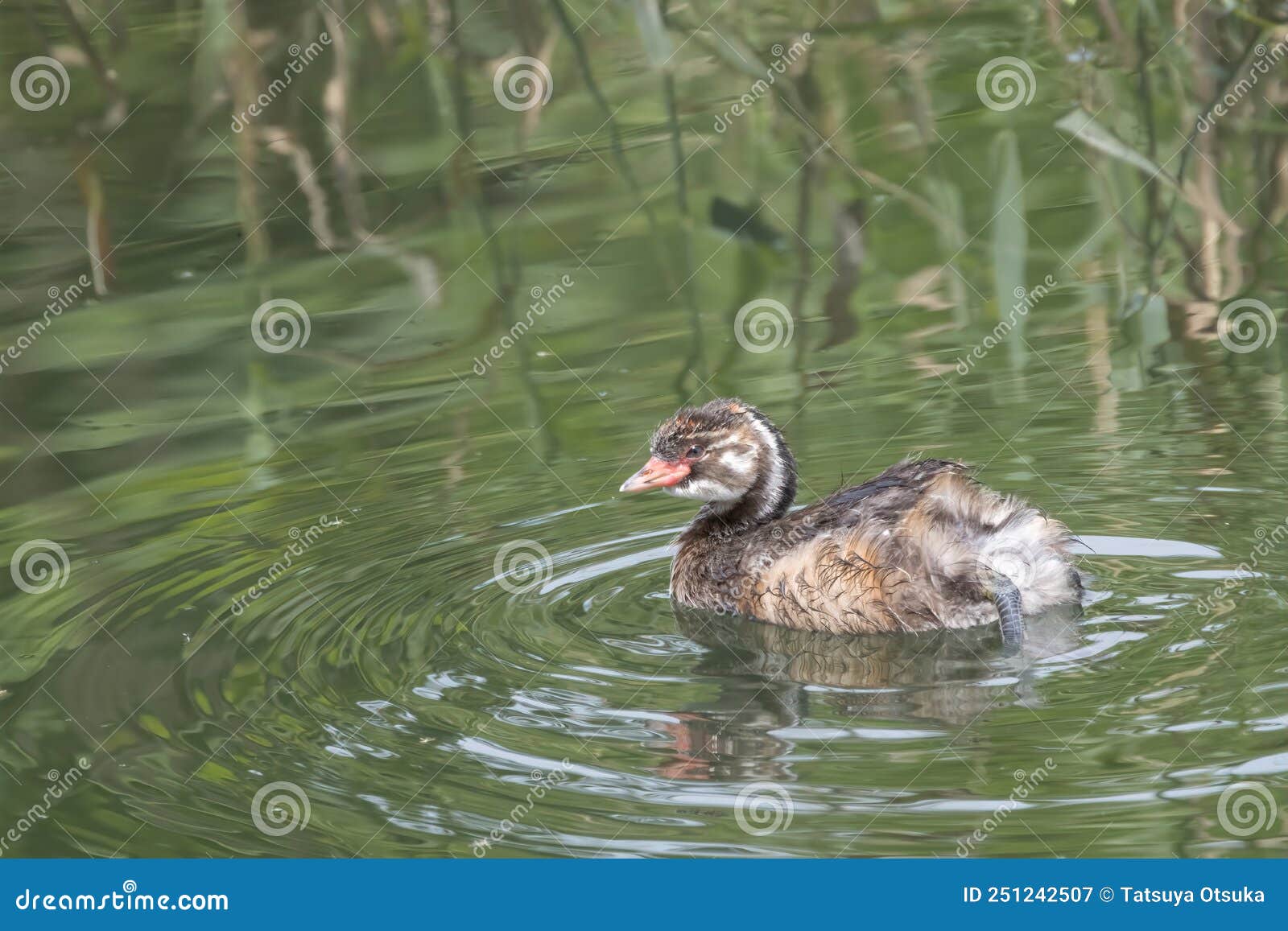 Little Grebe Chicks in a River. Stock Image - Image of dabchick, baby ...