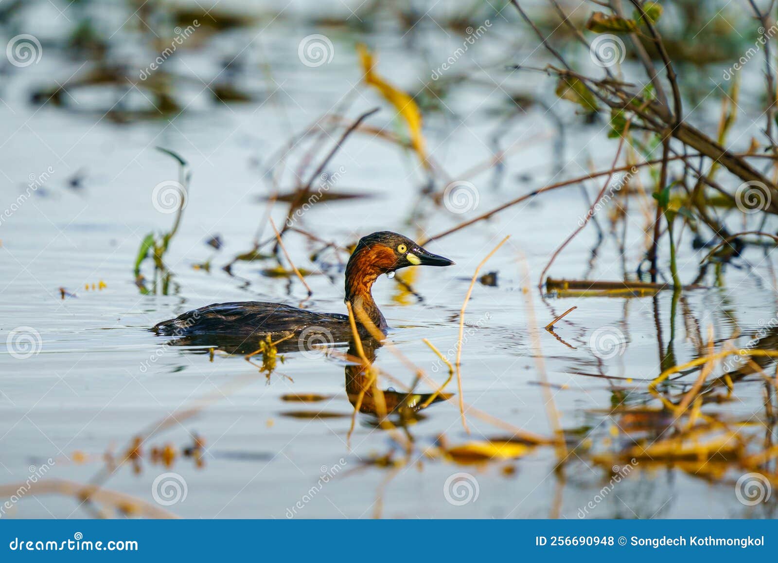 Little Grebe, Dabchick stock photo. Image of bird, pond - 256690948