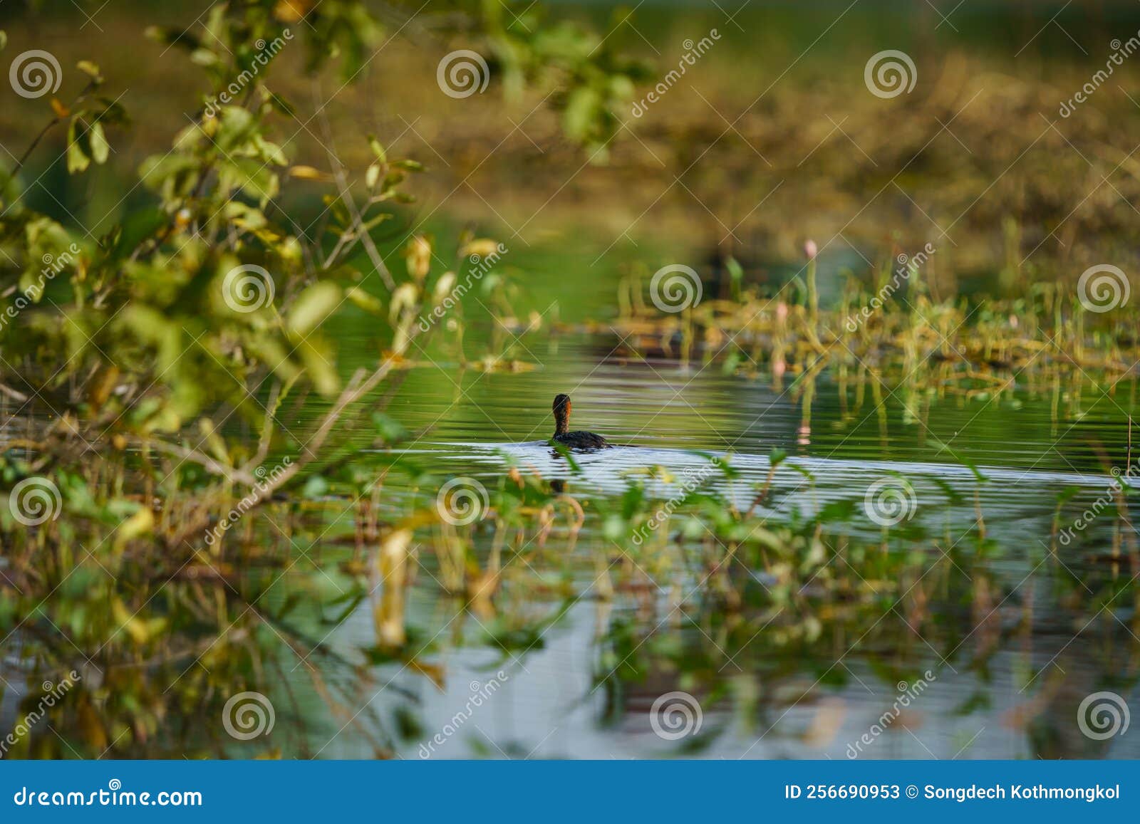 Little Grebe, Dabchick stock image. Image of cute, small - 256690953