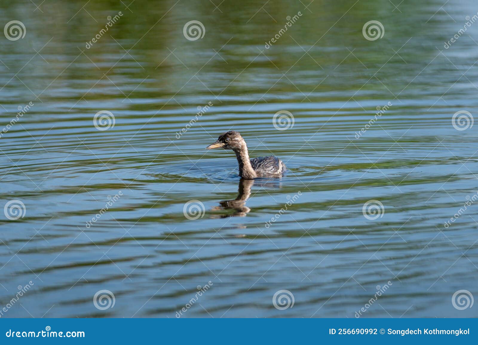 Little Grebe, Dabchick stock photo. Image of park, river - 256690992