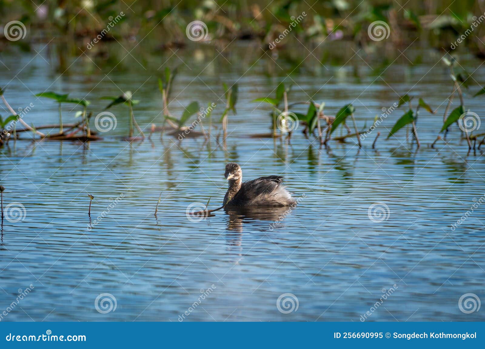 Little Grebe, Dabchick stock image. Image of pond, park - 256690995