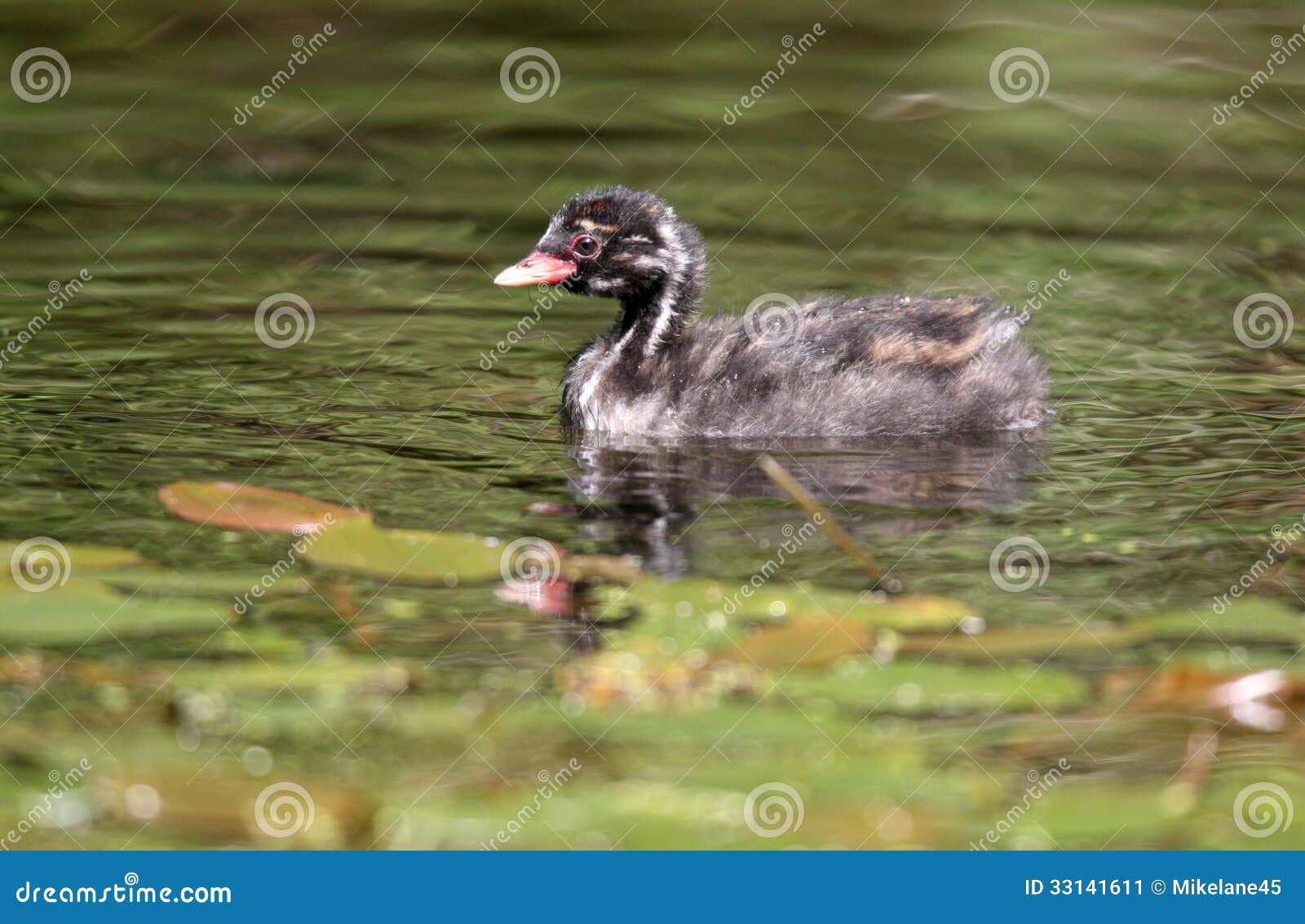 Little Grebe or Dabchick, Tachybaptus Ruficollis Stock Image - Image of ...