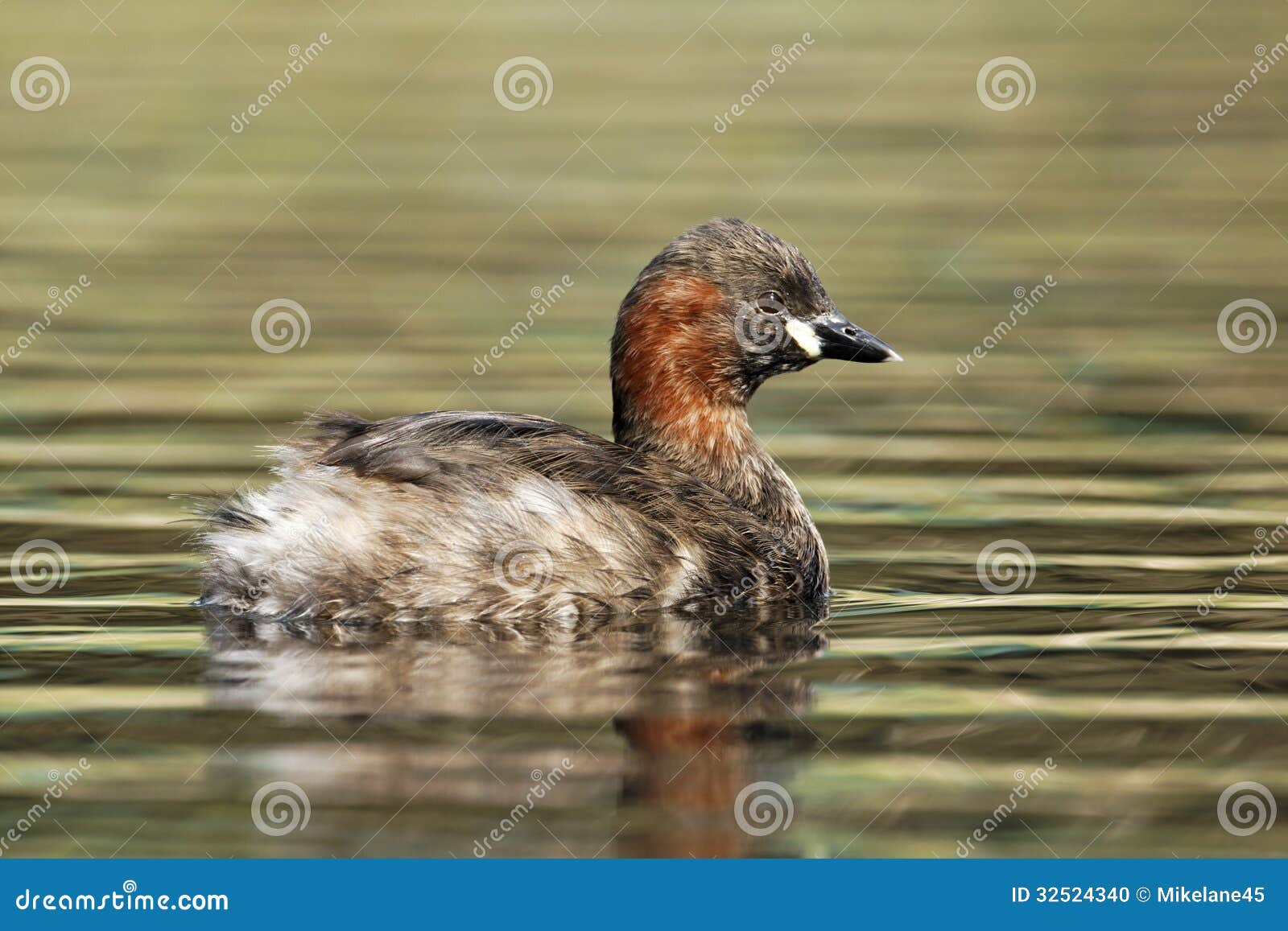 Little Grebe or Dabchick, Tachybaptus Ruficollis Stock Photo - Image of ...