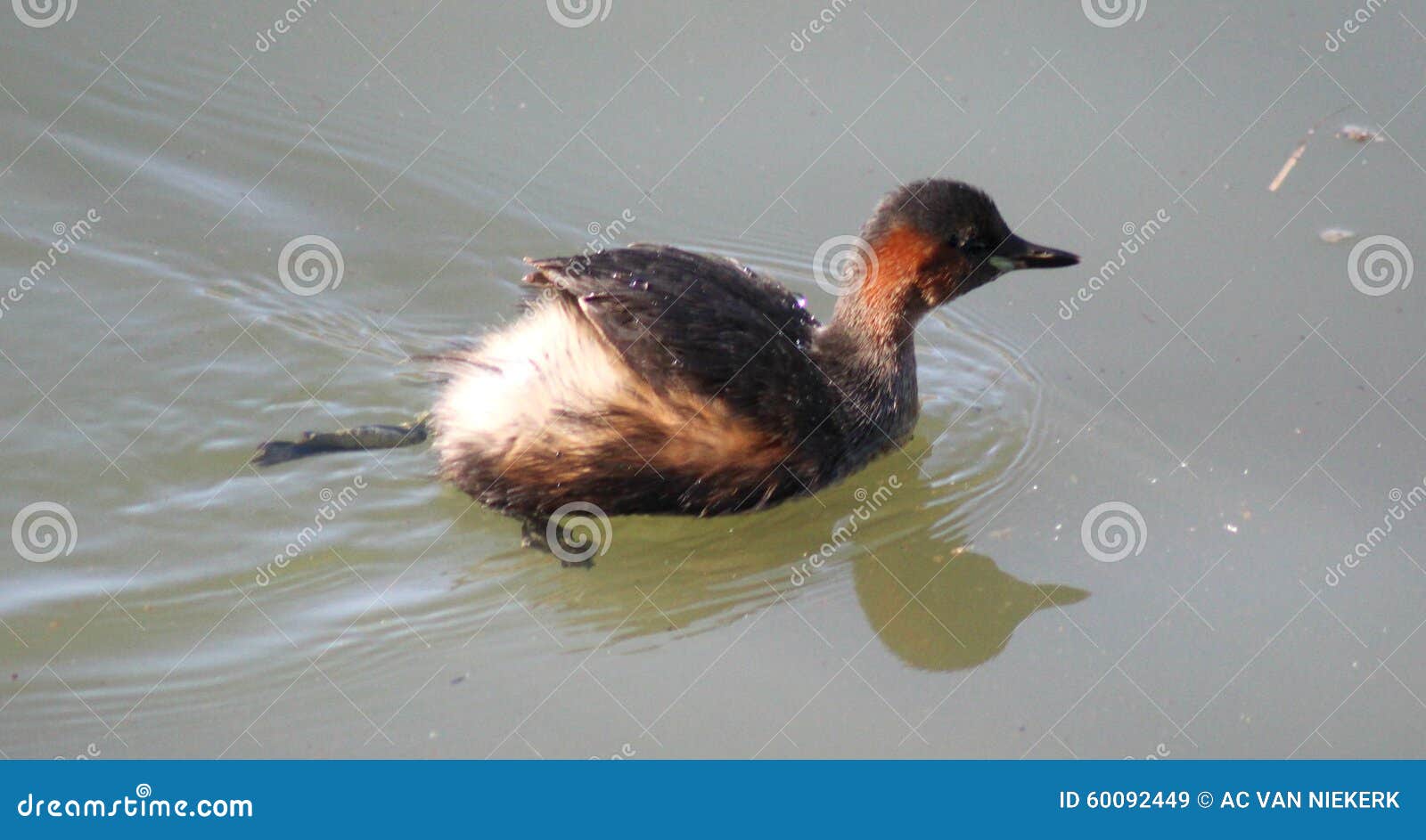 Little Grebe - Dabchick stock image. Image of typical - 60092449