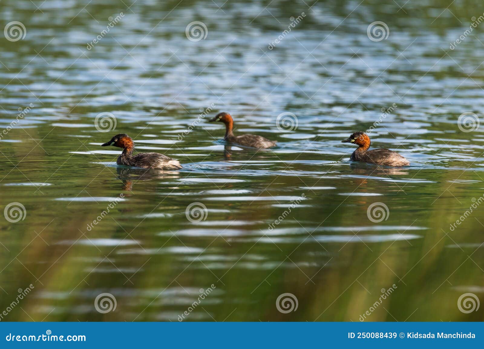 Little grebe Ducks swim stock image. Image of beautiful - 250088439
