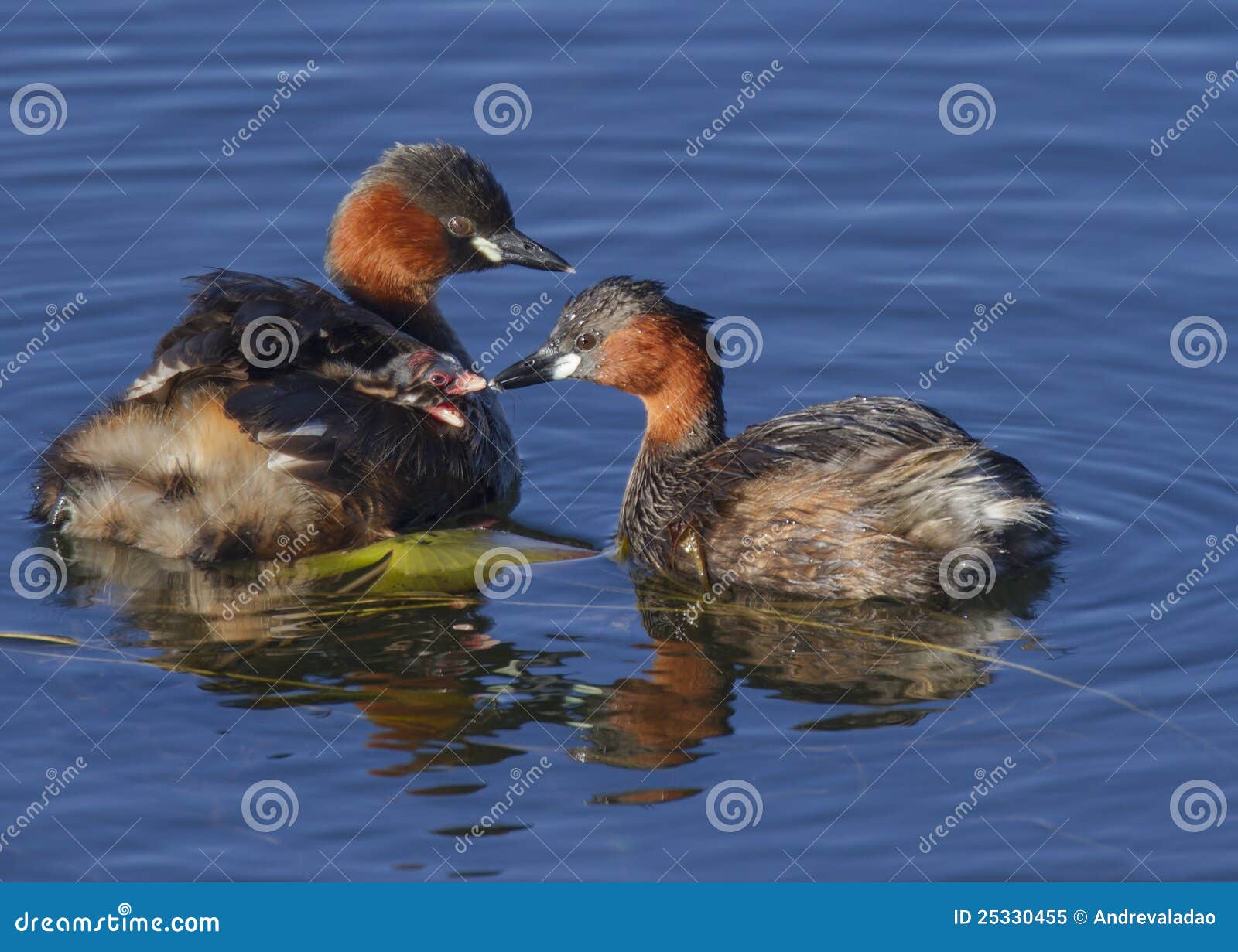 Little Grebe Feeding Babies Stock Image - Image of plumage, bird: 25330455