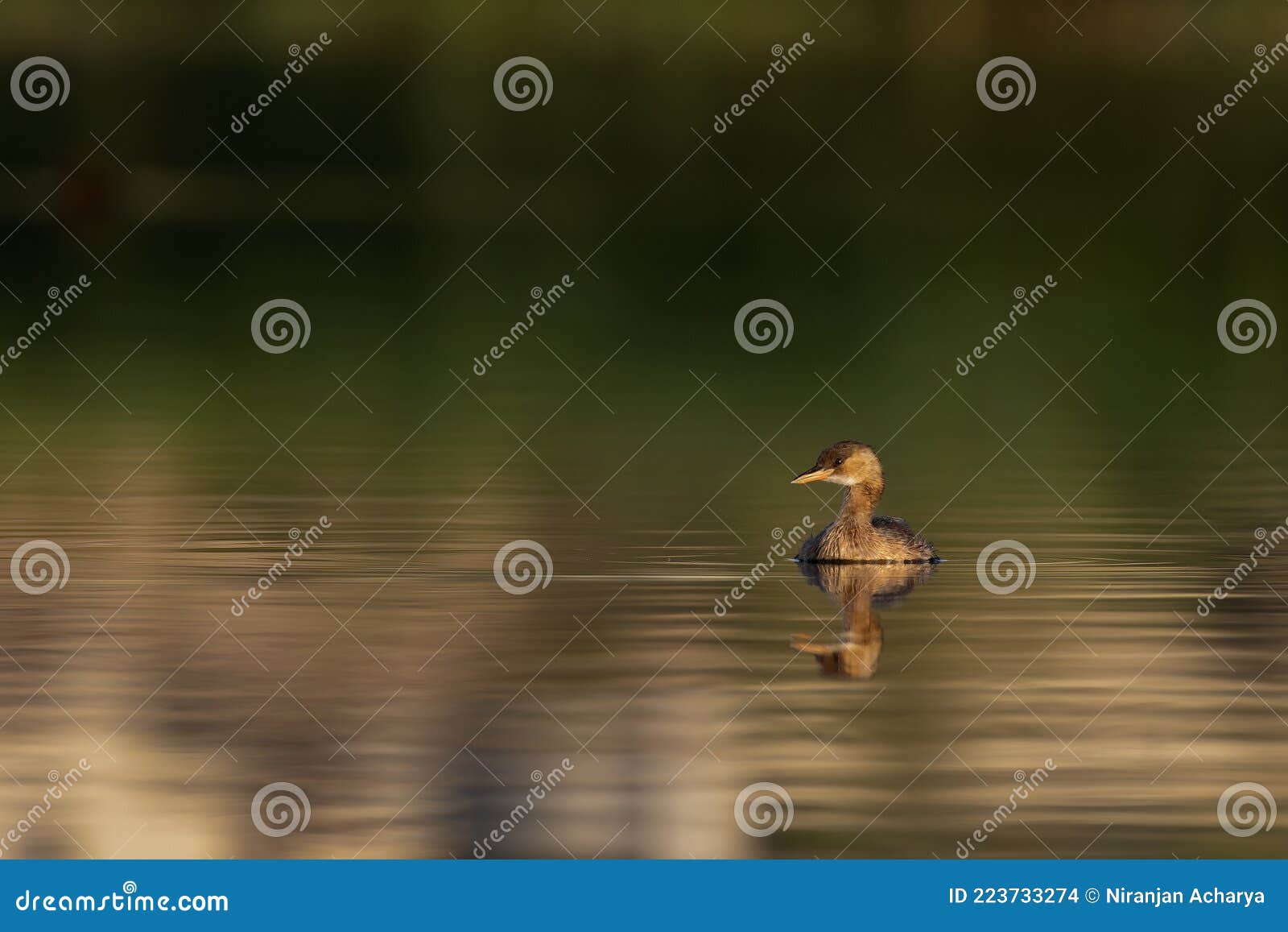 Little Grebe (female) in the Lake Stock Photo - Image of animal, beak ...