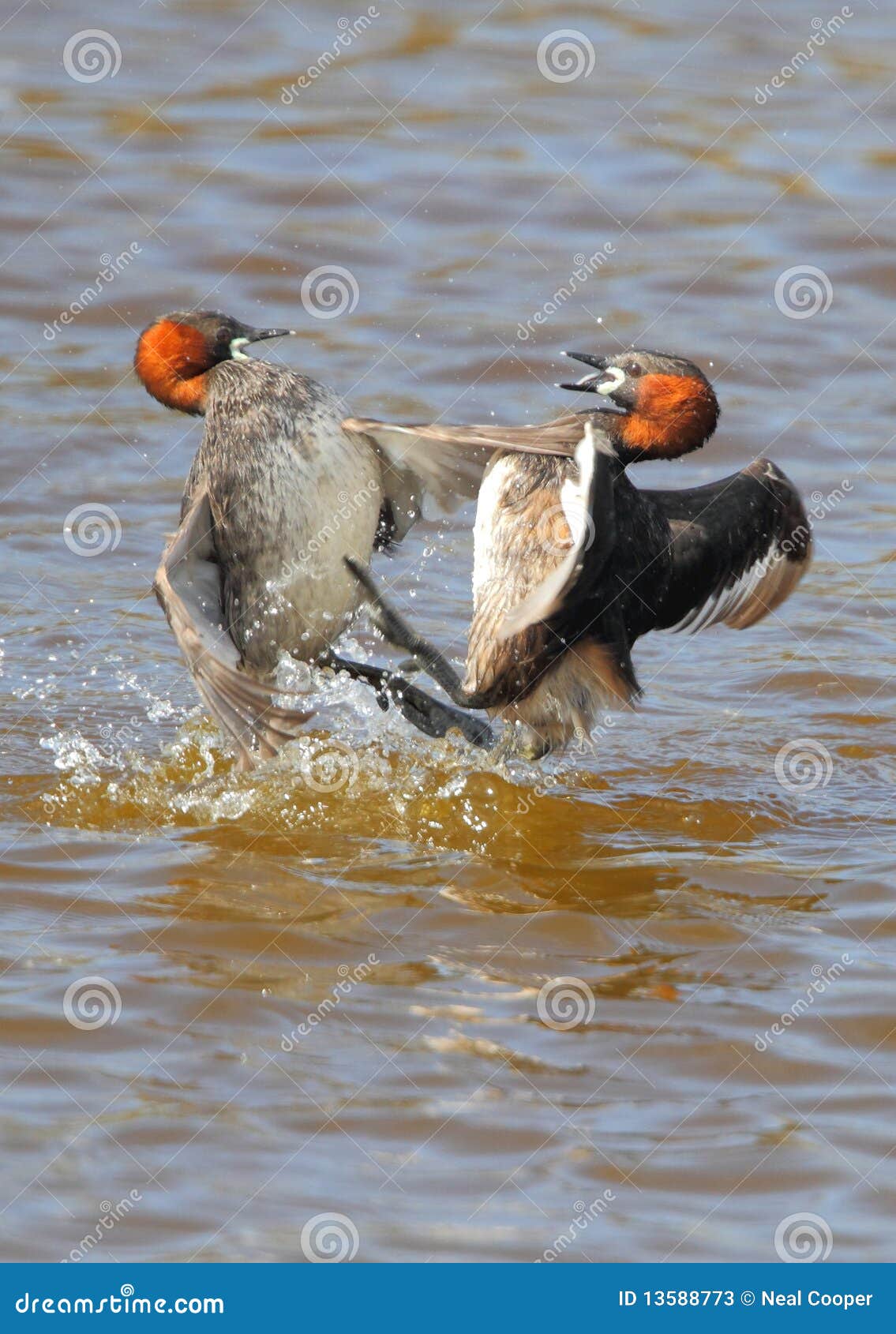 Little Grebe Baby Swims In Water. Tachybaptus Ruficollis Royalty-Free ...