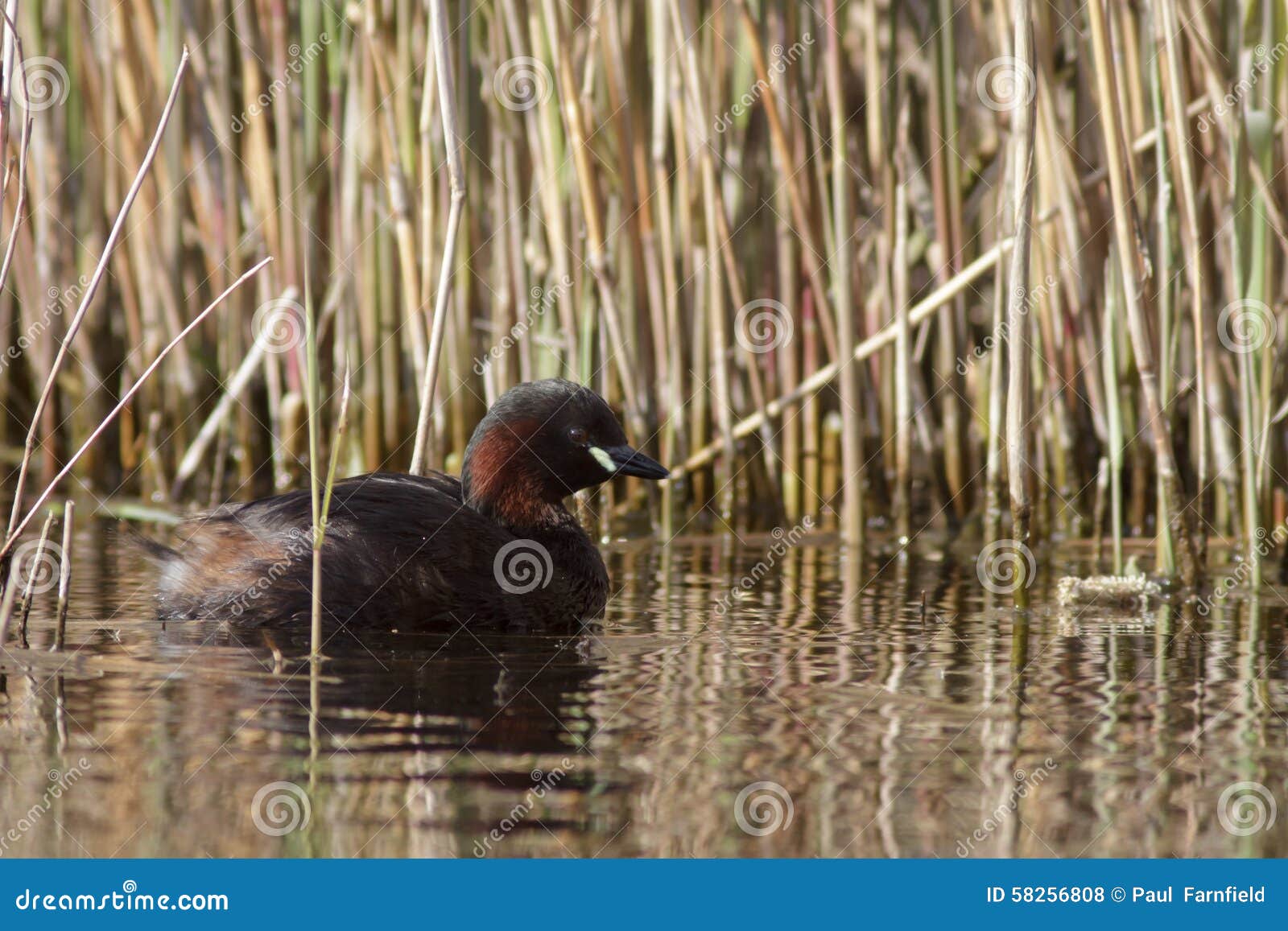 Little Grebe stock photo. Image of wildlife, tachybaptus - 58256808