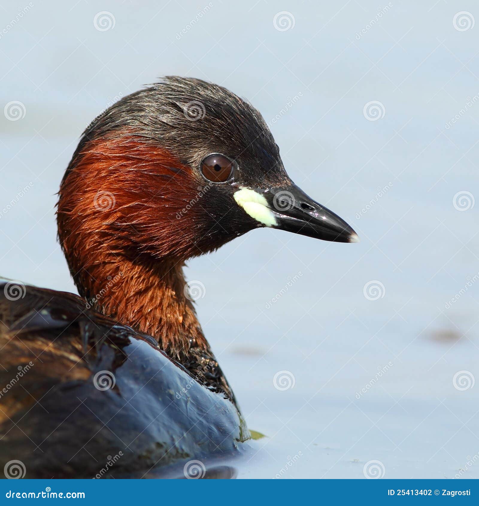 Little Grebe Baby Swims In Water. Tachybaptus Ruficollis Royalty-Free ...