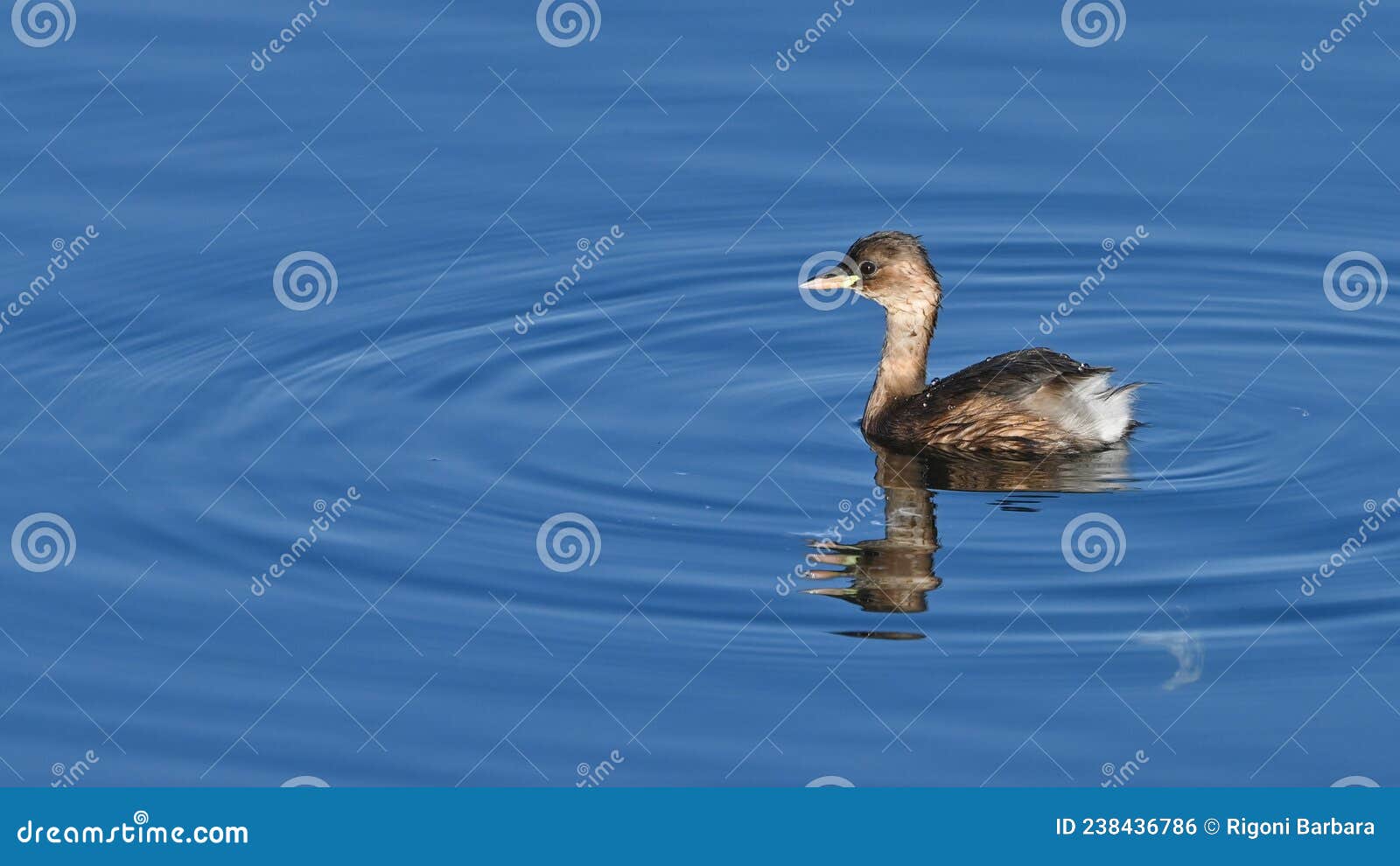 Little Grebe Standing on the Water of the Lake Stock Photo - Image of ...