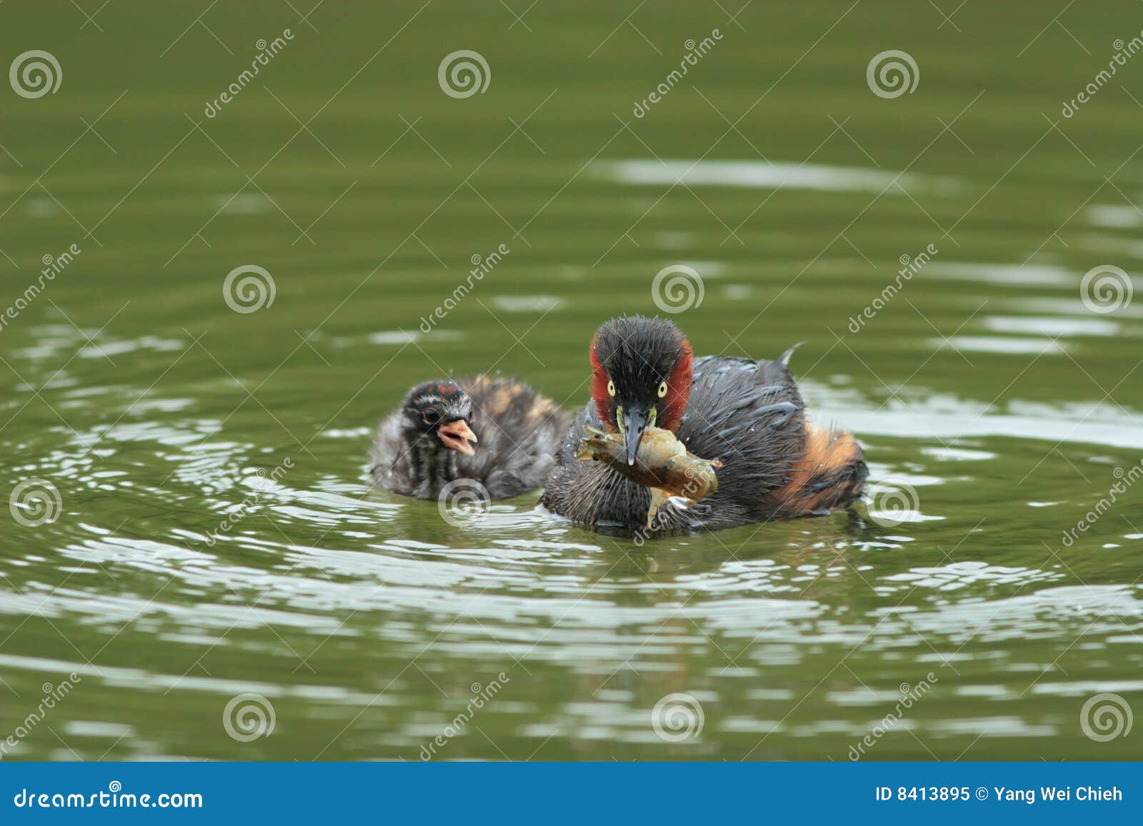 Little Grebe Baby Swims In Water. Tachybaptus Ruficollis Royalty-Free ...