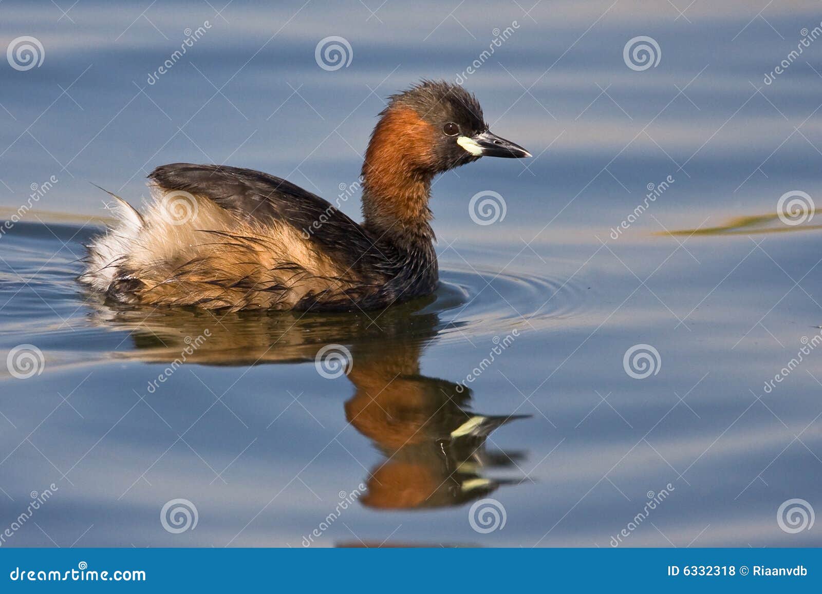 Little Grebe Baby Swims In Water. Tachybaptus Ruficollis Royalty-Free ...
