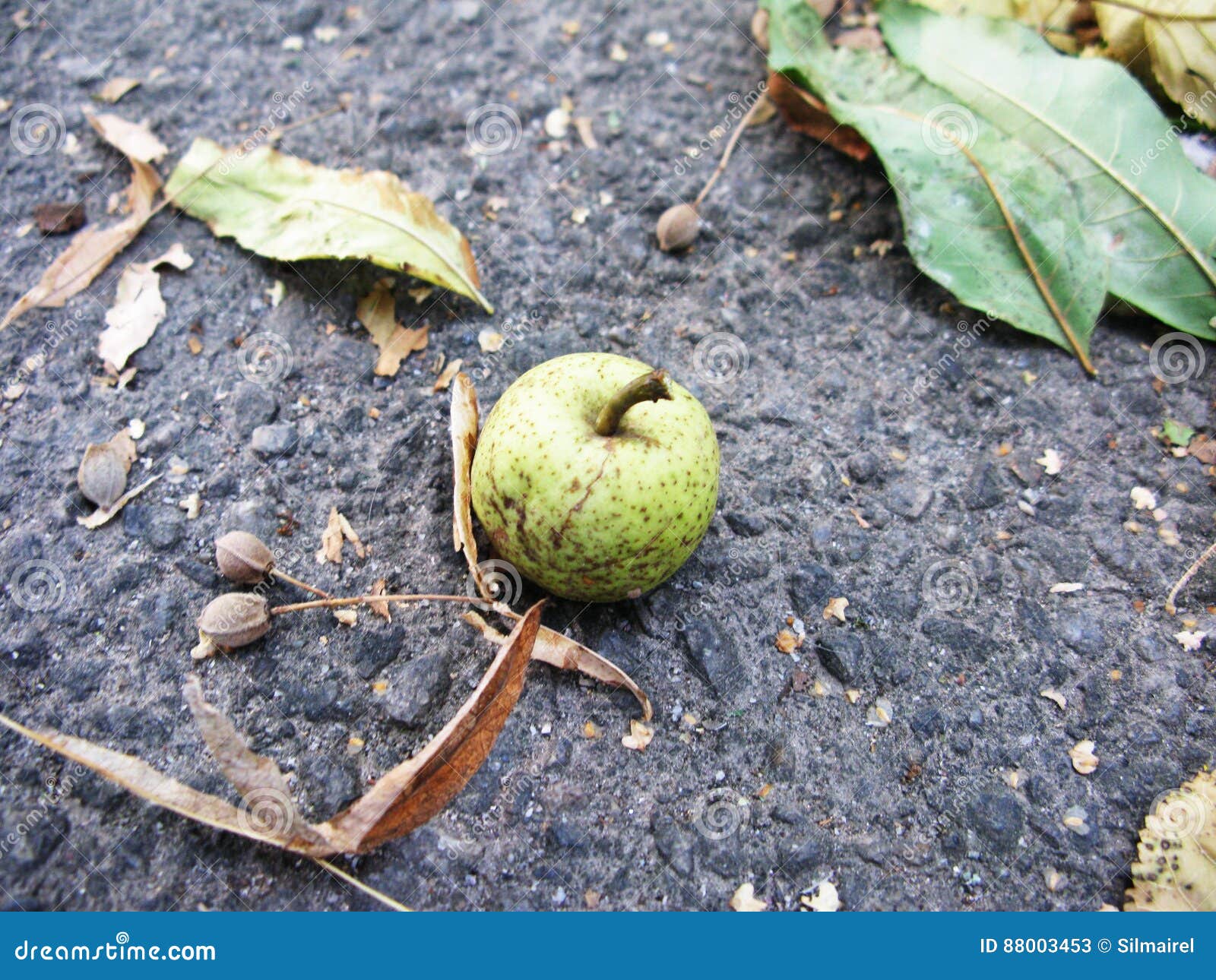 Little Green Apple Fruit on the Ground Macro Photo Stock Image - Image ...